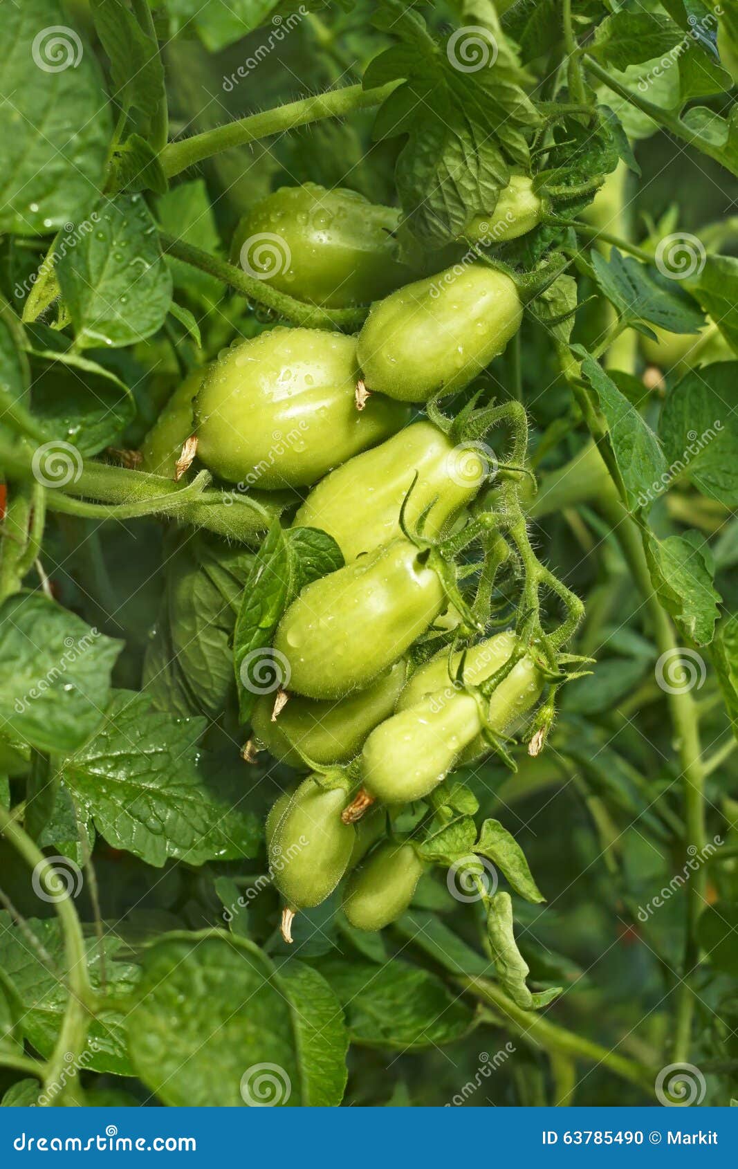 Racimo De Tomates Oblongos Verdes Foto de archivo - Imagen de verde ...