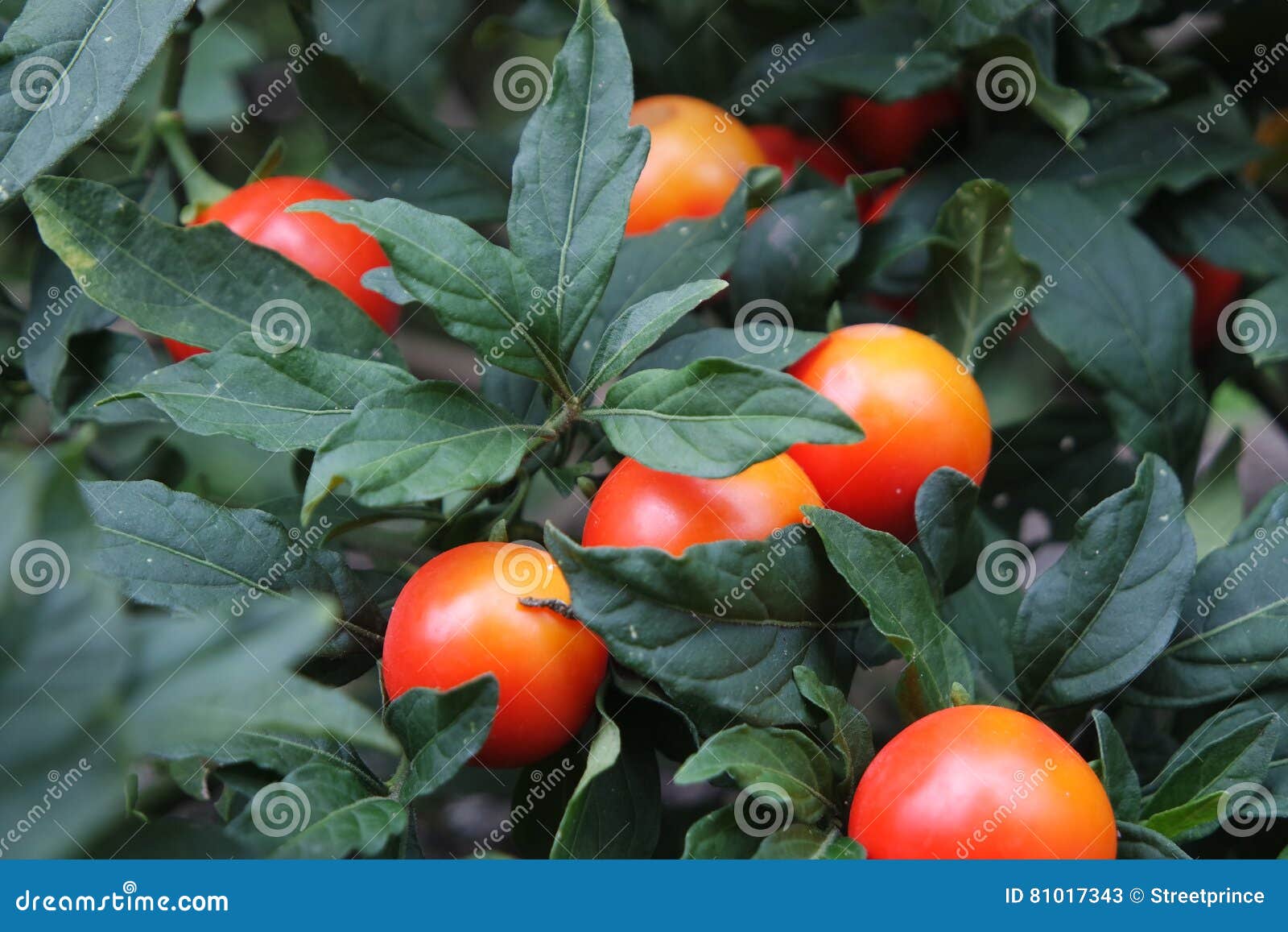Racimo de tomates rojos imagen de archivo. Imagen de invernadero - 81017343