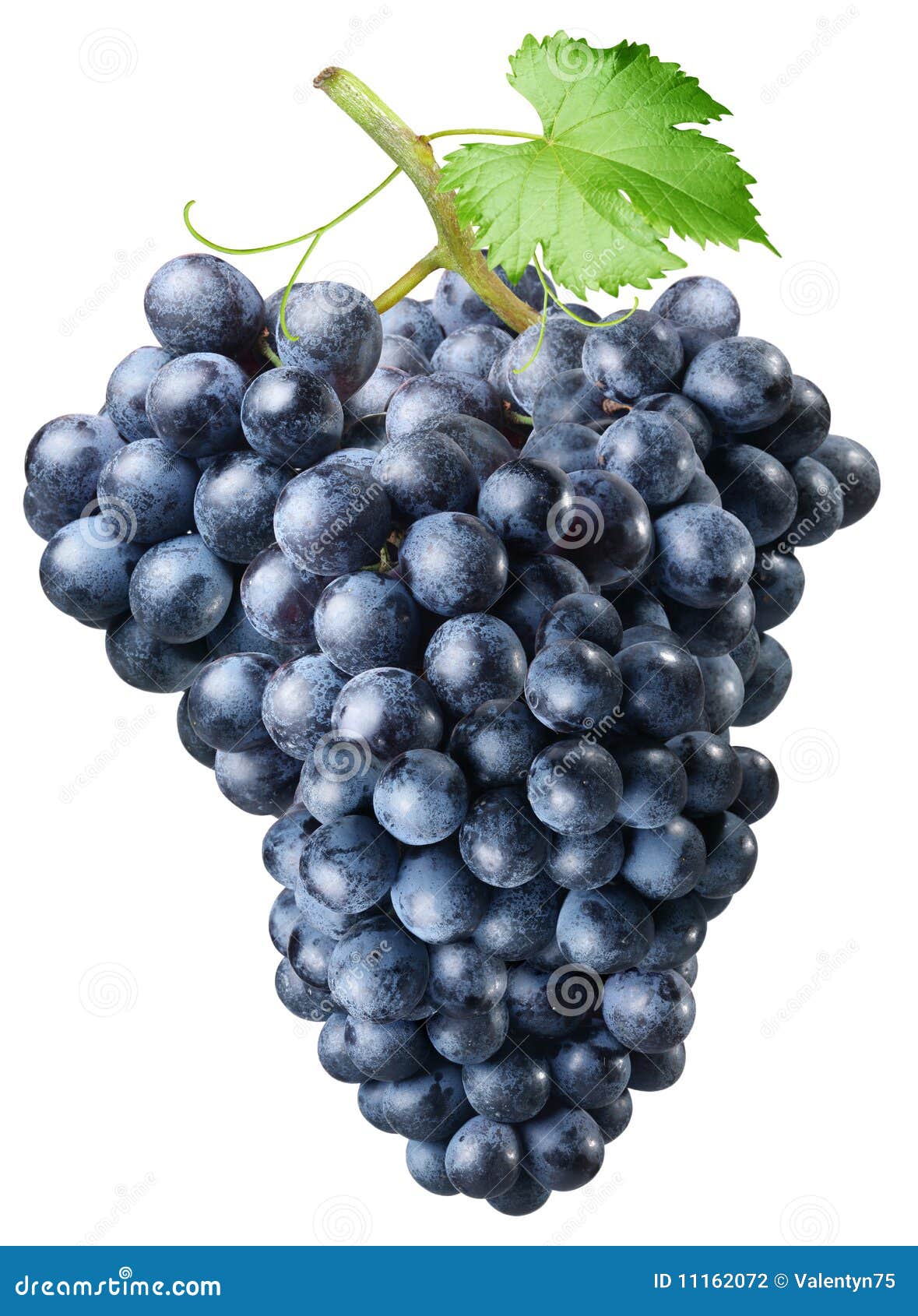 Racimo de uvas foto de archivo. Imagen de racimo, aislado - 11162072
