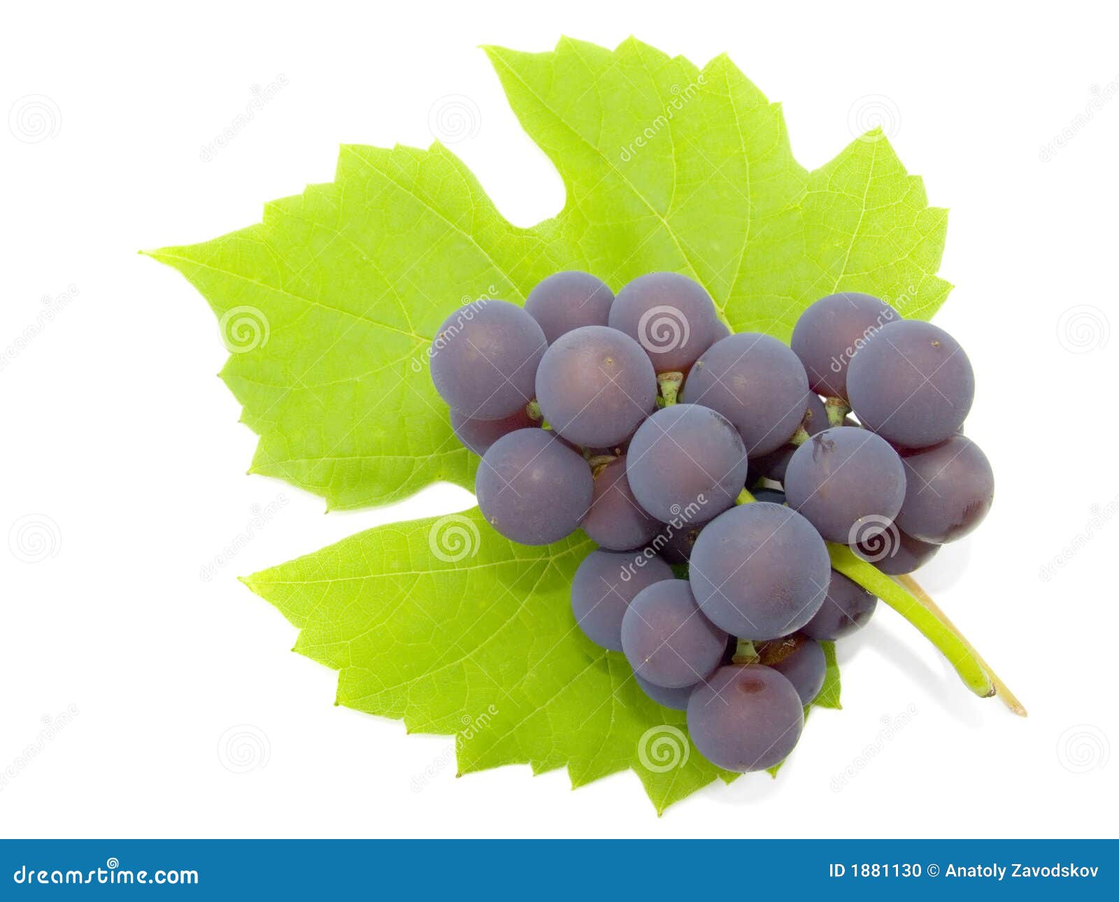 Racimo De Uvas Foto de archivo - Imagen: 1881130