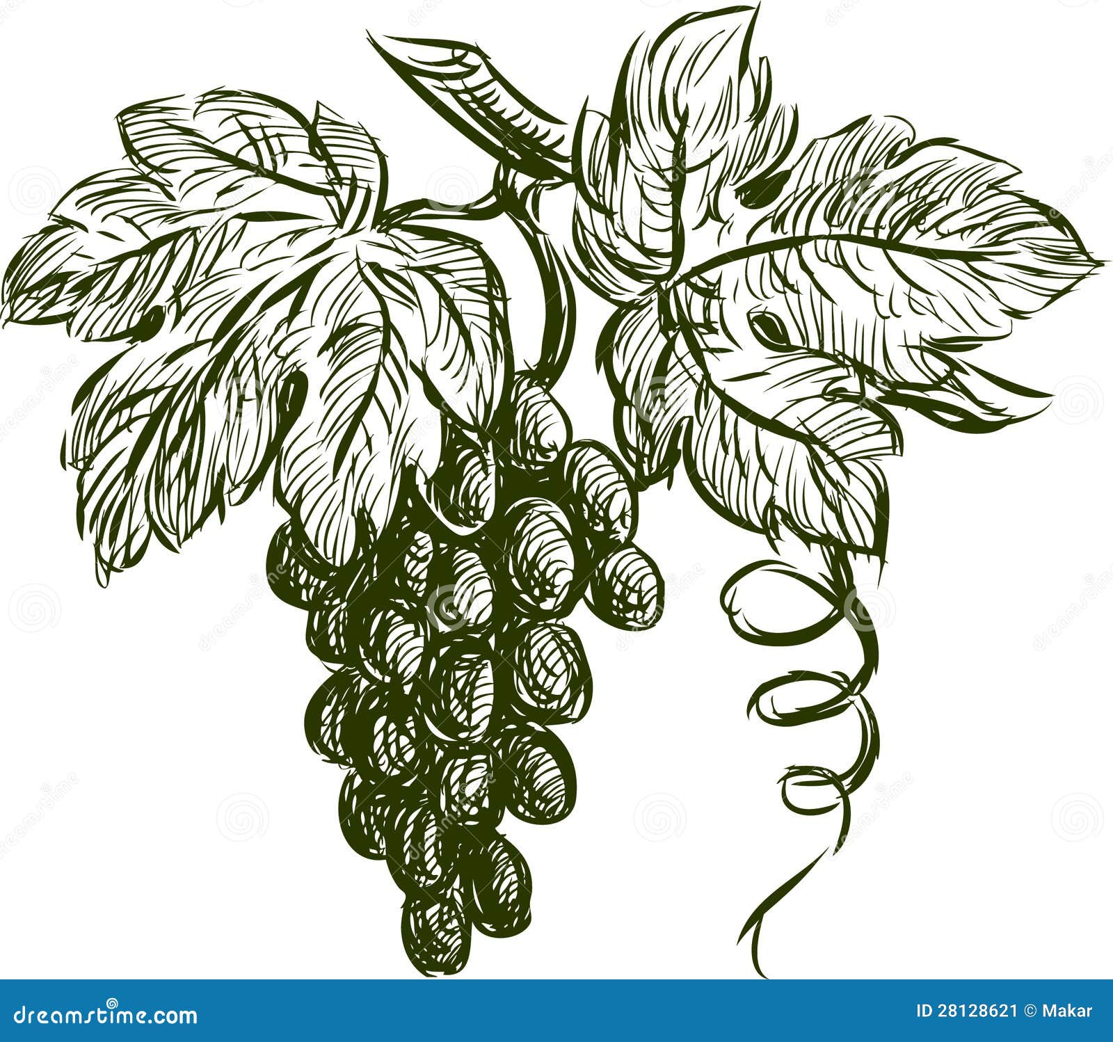 Racimo de uvas ilustración del vector. Ilustración de vino - 28128621