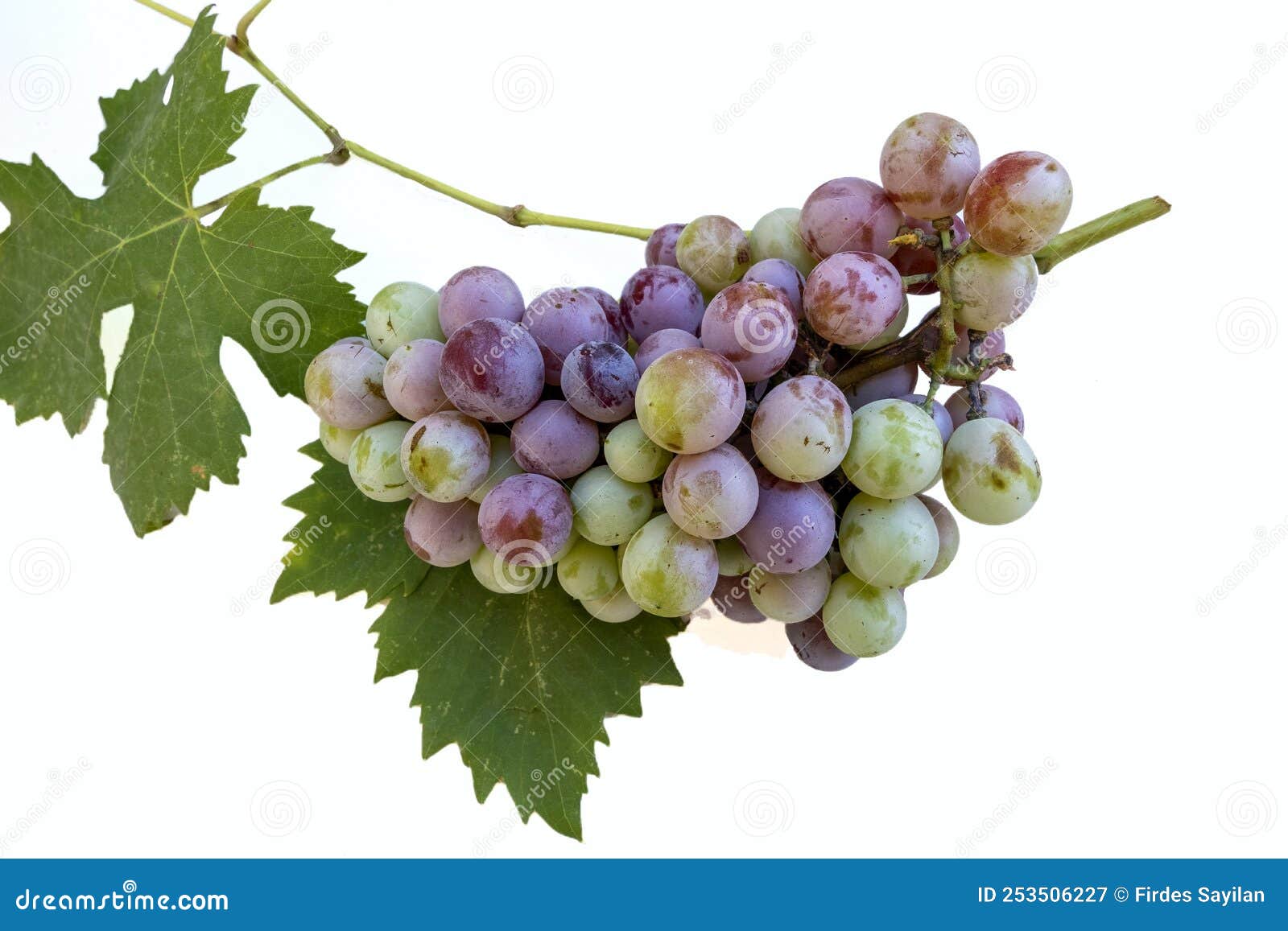 Racimo de uvas imagen de archivo. Imagen de agricultura - 253506227