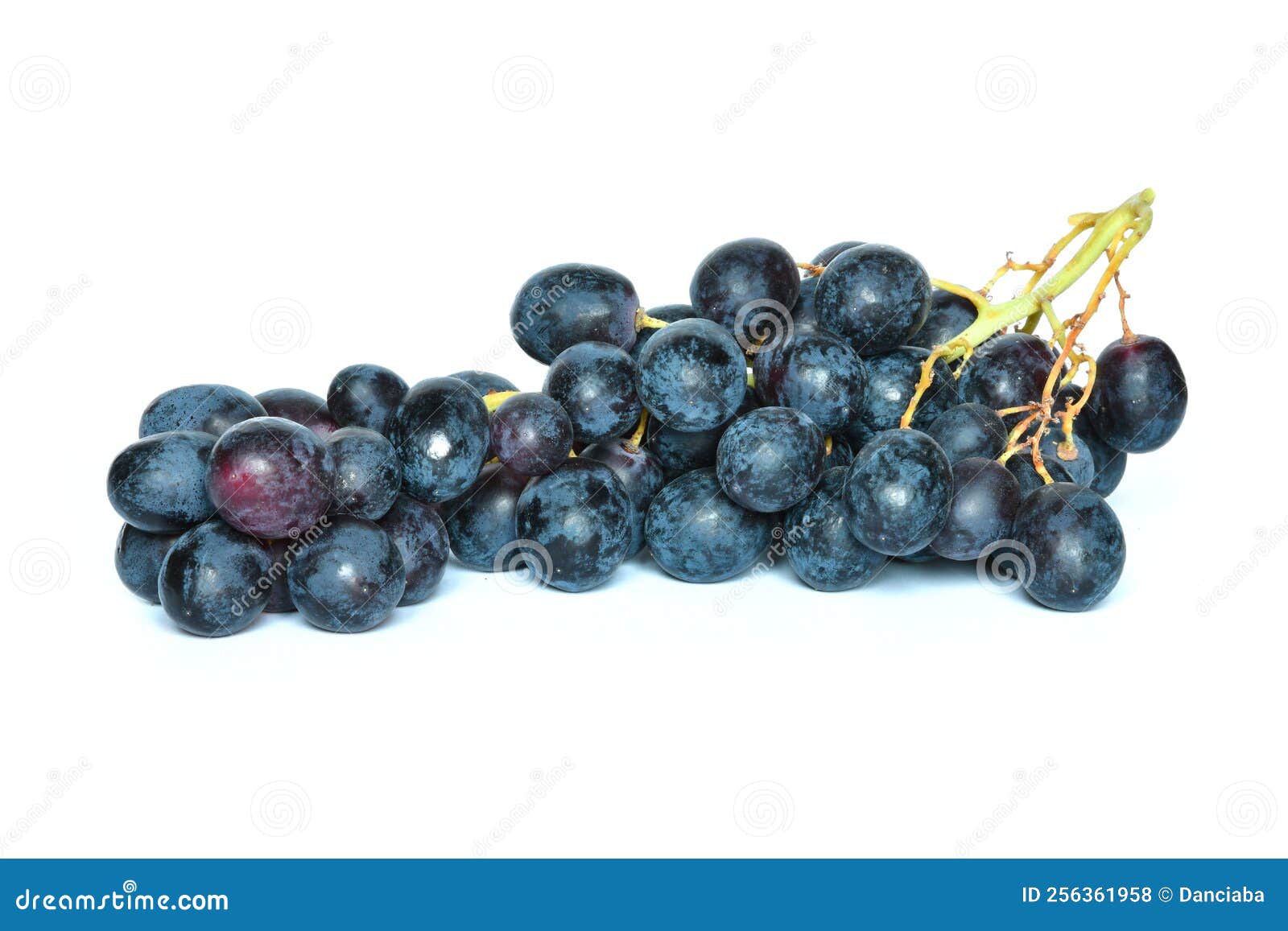 Racimo De Uvas Negras Aisladas En Fondo Blanco Foto de archivo - Imagen ...