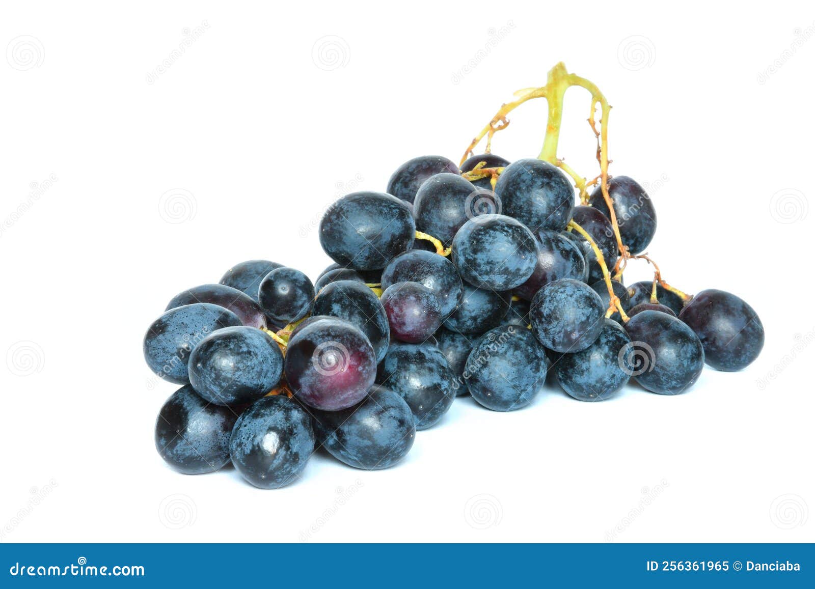 Racimo De Uvas Negras Aisladas En Fondo Blanco Imagen de archivo ...