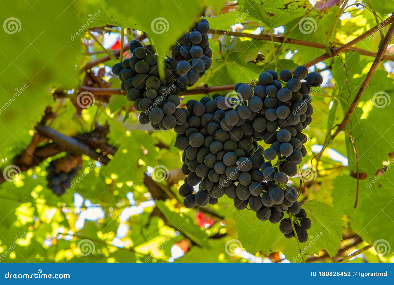 Racimo de uvas negras foto de archivo. Imagen de arbusto - 180828452