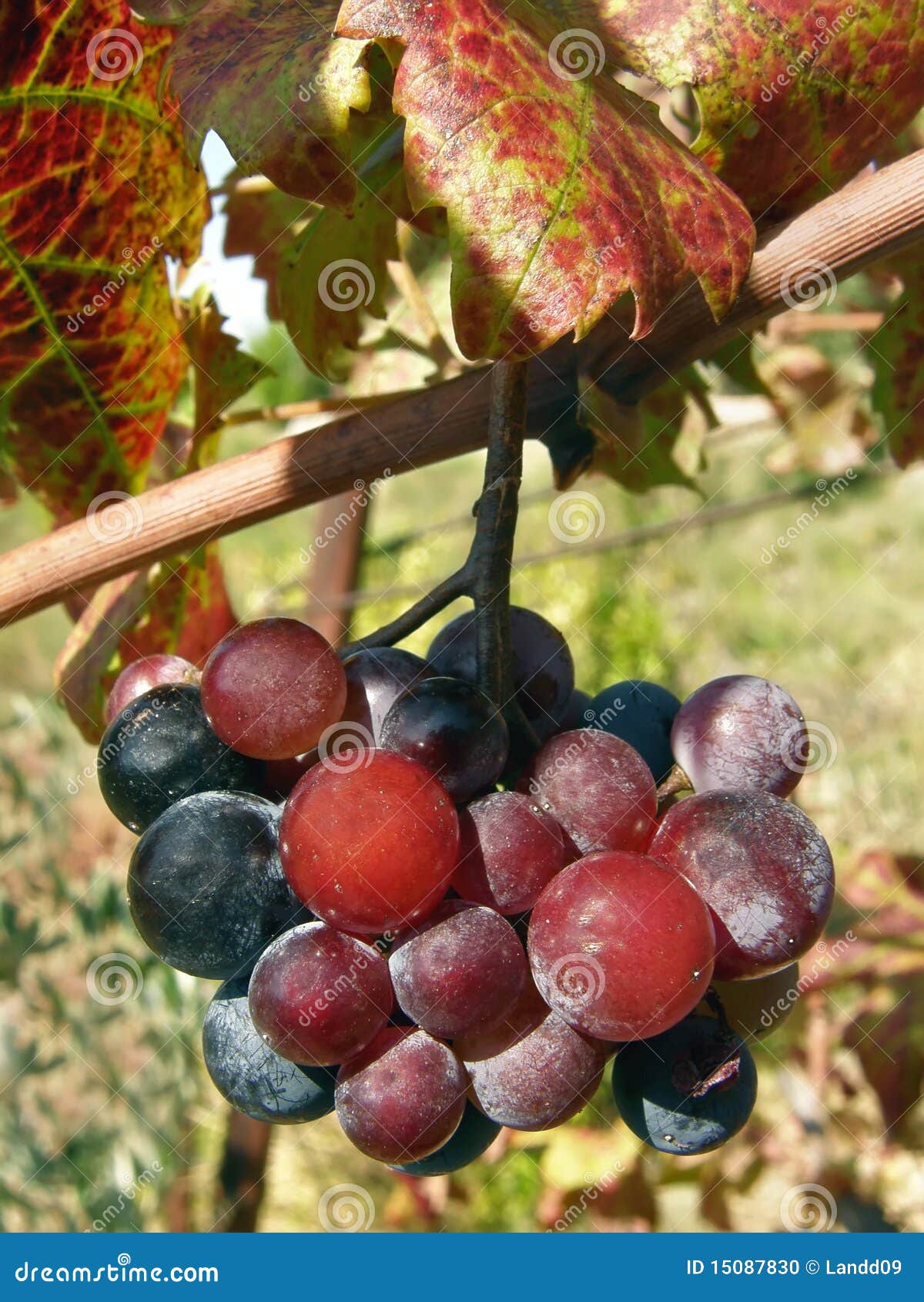 Racimo de uvas y de hoja foto de archivo. Imagen de uvas - 15087830