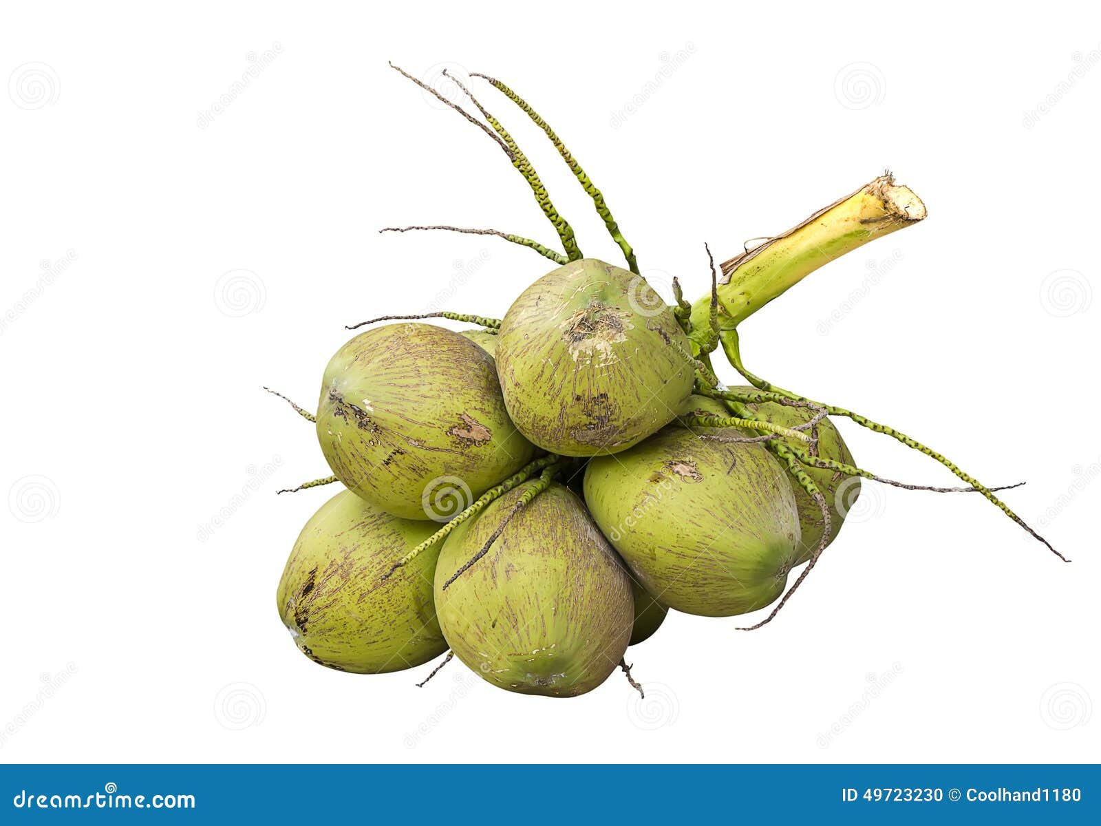 Racimo del coco foto de archivo. Imagen de palma, salud - 49723230