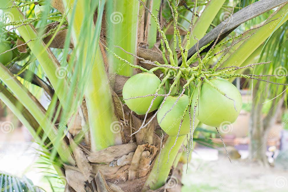 Racimo Del Coco En árbol De Coco Imagen de archivo - Imagen de primer ...