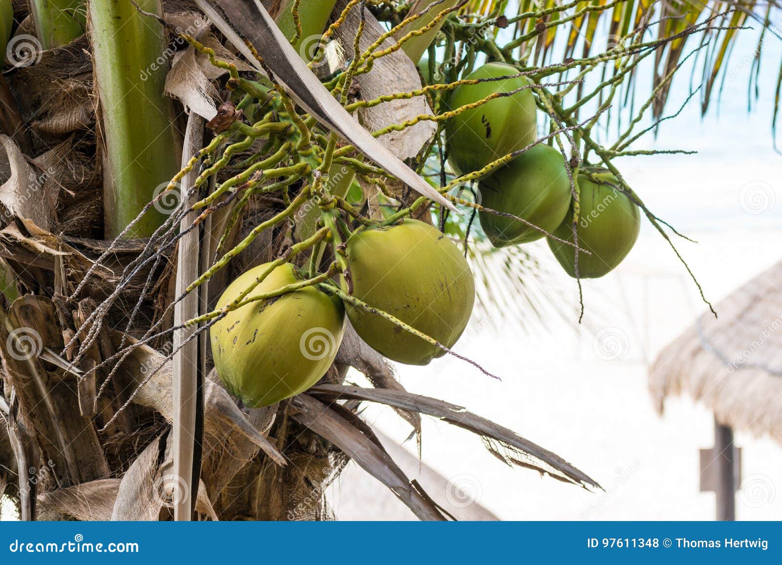 Racimo Del Coco En La Palmera Foto de archivo - Imagen de planta ...