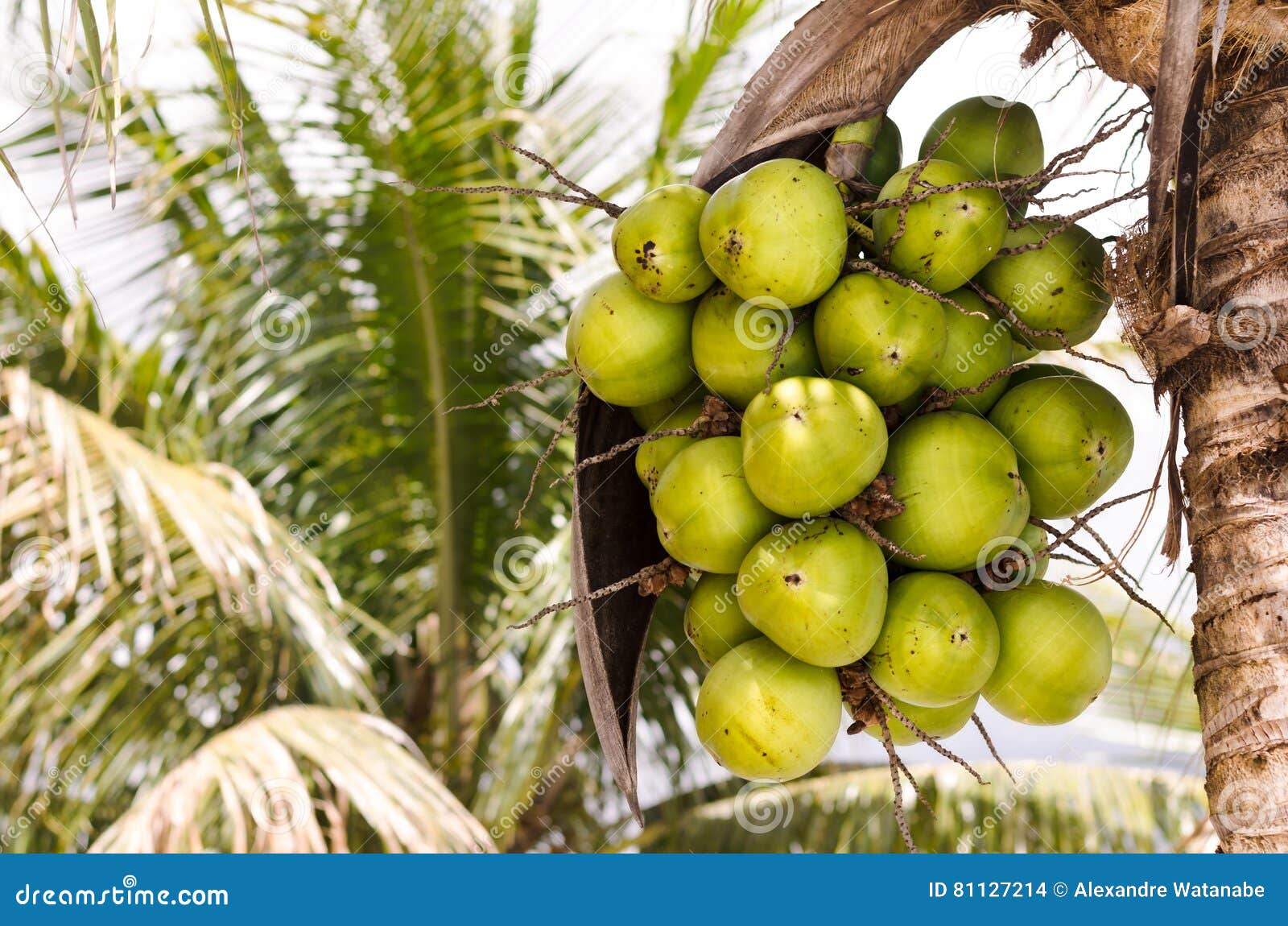 Racimo Del Coco En La Palmera Del Coco Foto de archivo - Imagen de ...