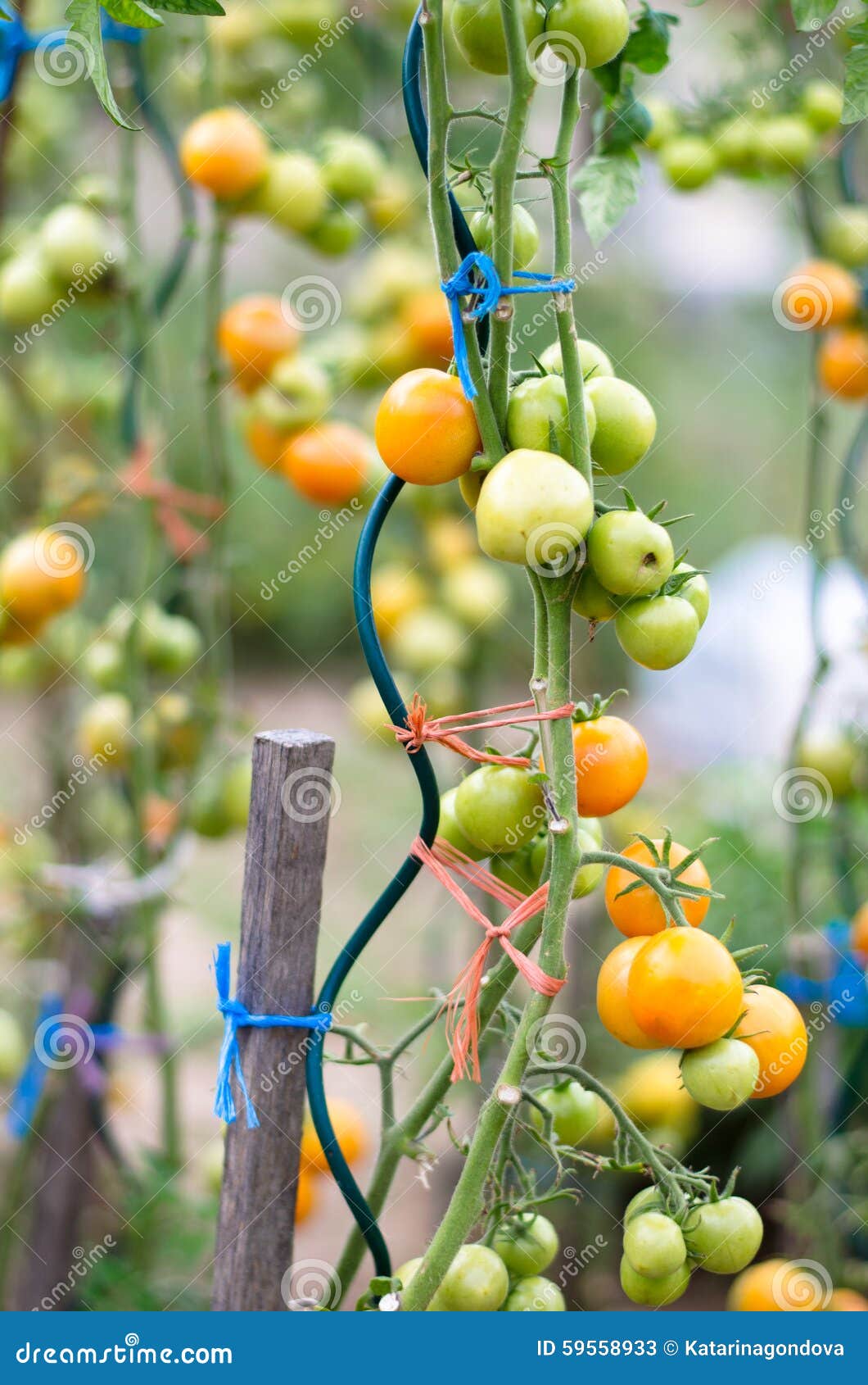 Racimo del tomate inmaduro imagen de archivo. Imagen de inmaduro - 59558933