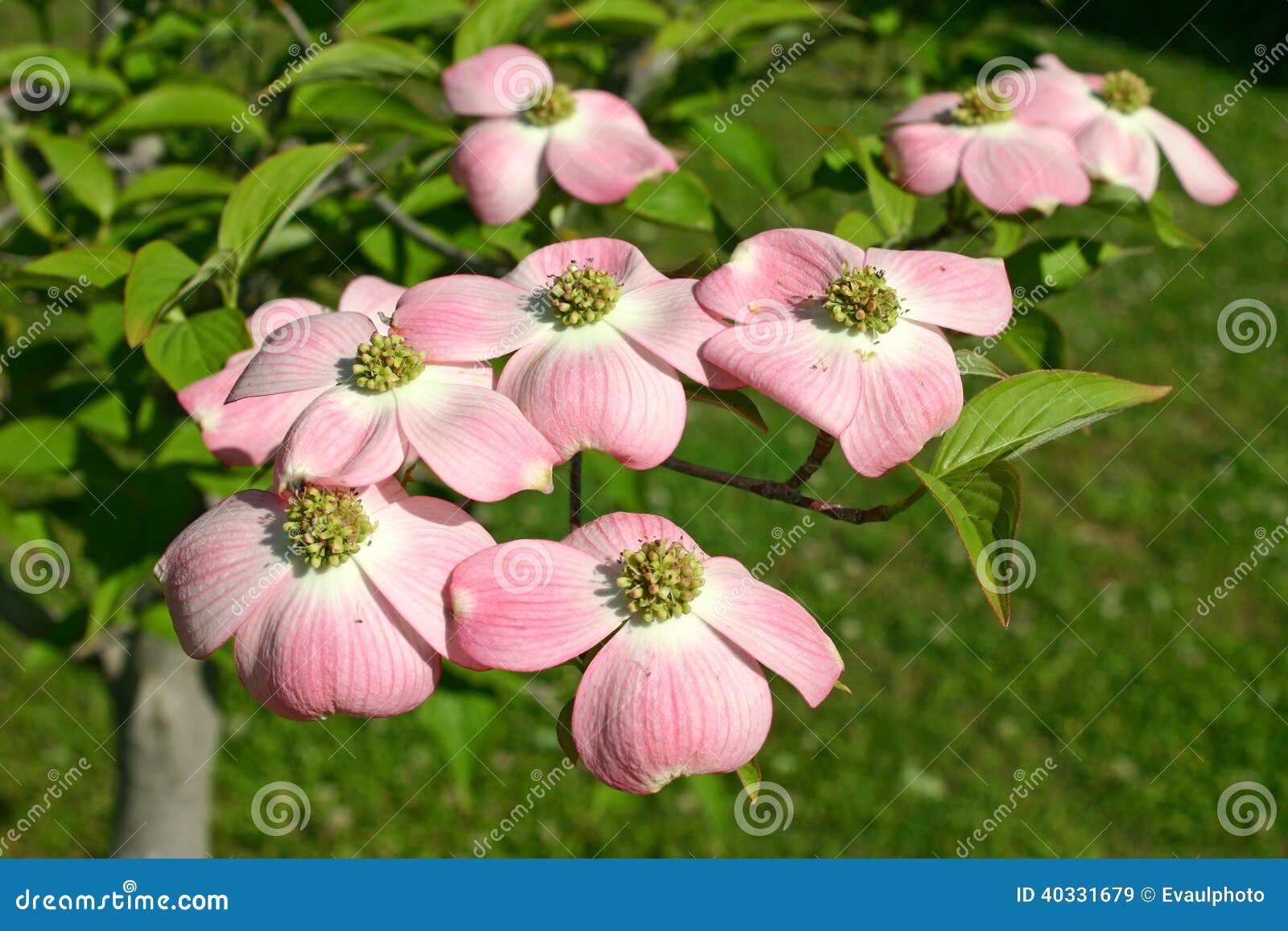 Racimo Rosado Del Flor Del Cornejo Imagen de archivo - Imagen de ...