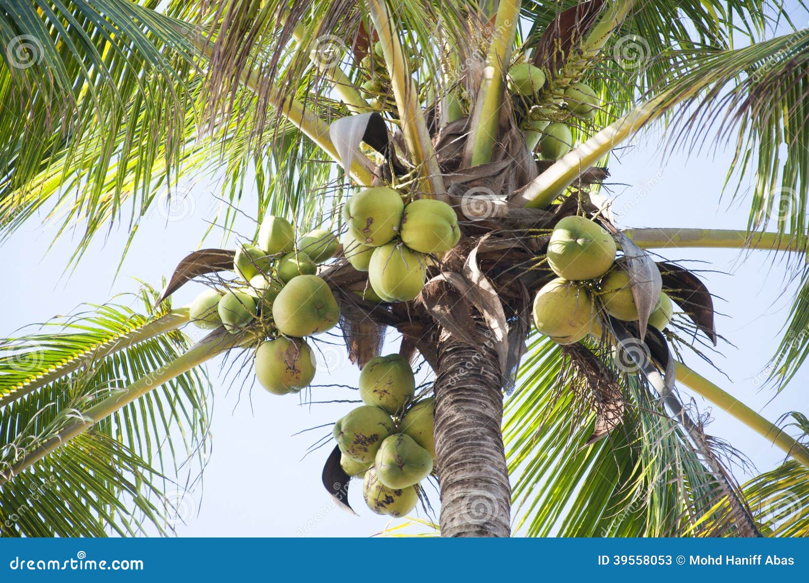 Racimo Verde De Ejecución Del Coco En El árbol De Coco Imagen de ...