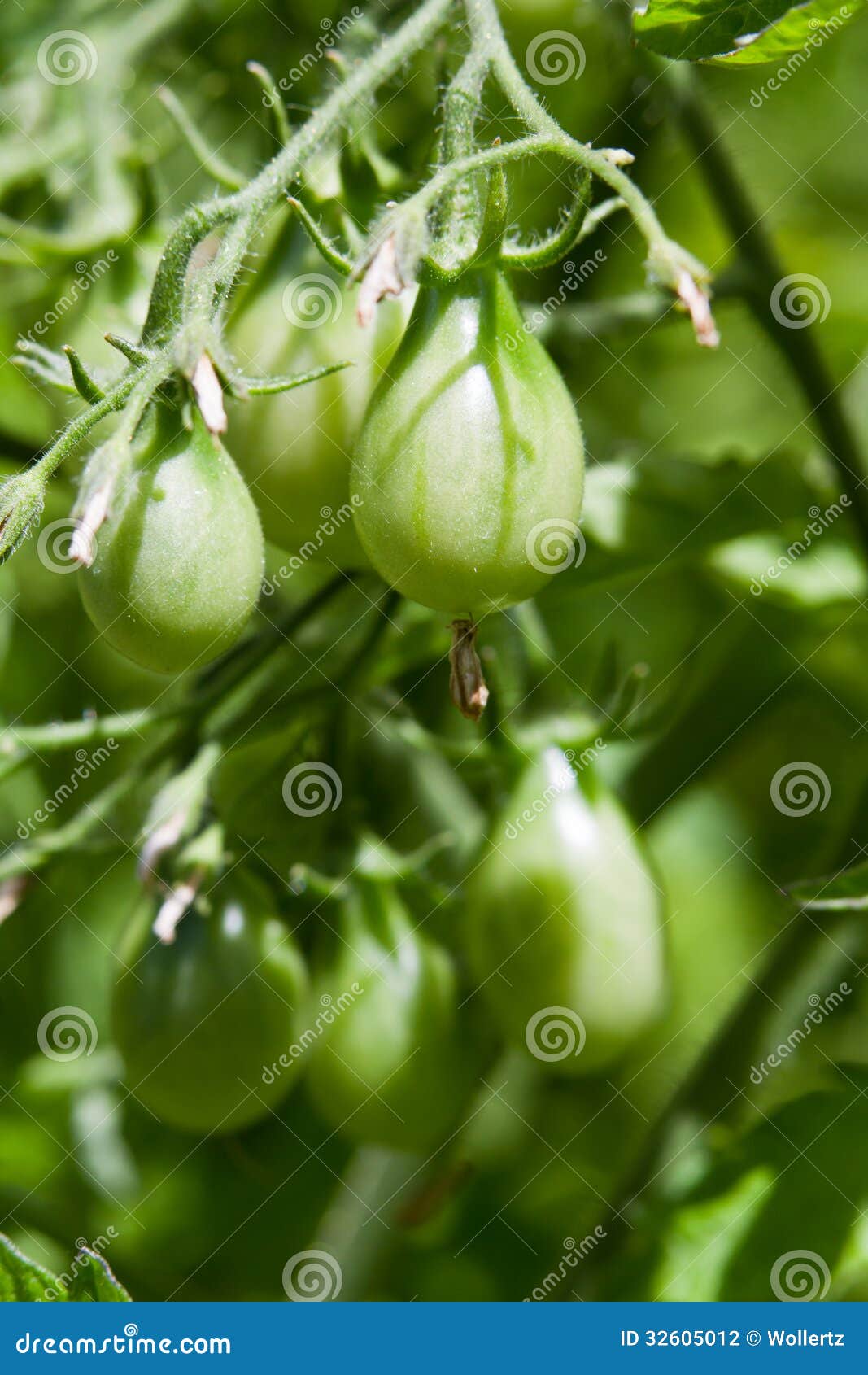 Racimo verde del tomate foto de archivo. Imagen de casero - 32605012