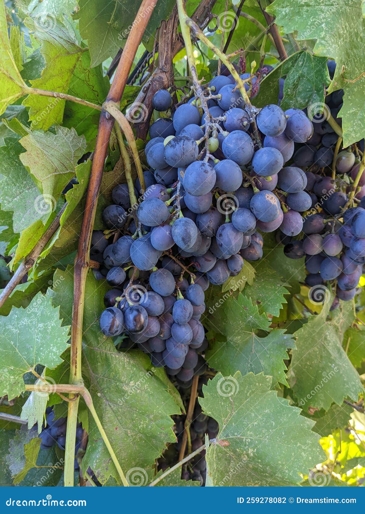 Racimos De Uvas Negras Caseras Foto de archivo - Imagen de fruta ...