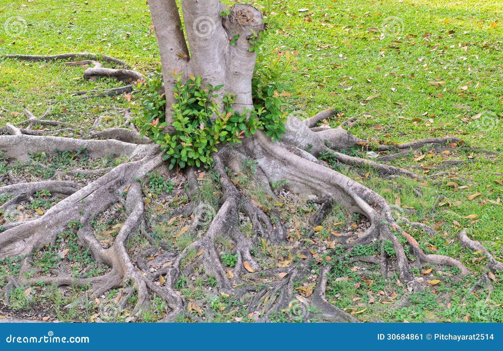 Racine d'arbre image stock. Image du coffre, bois, île - 30684861