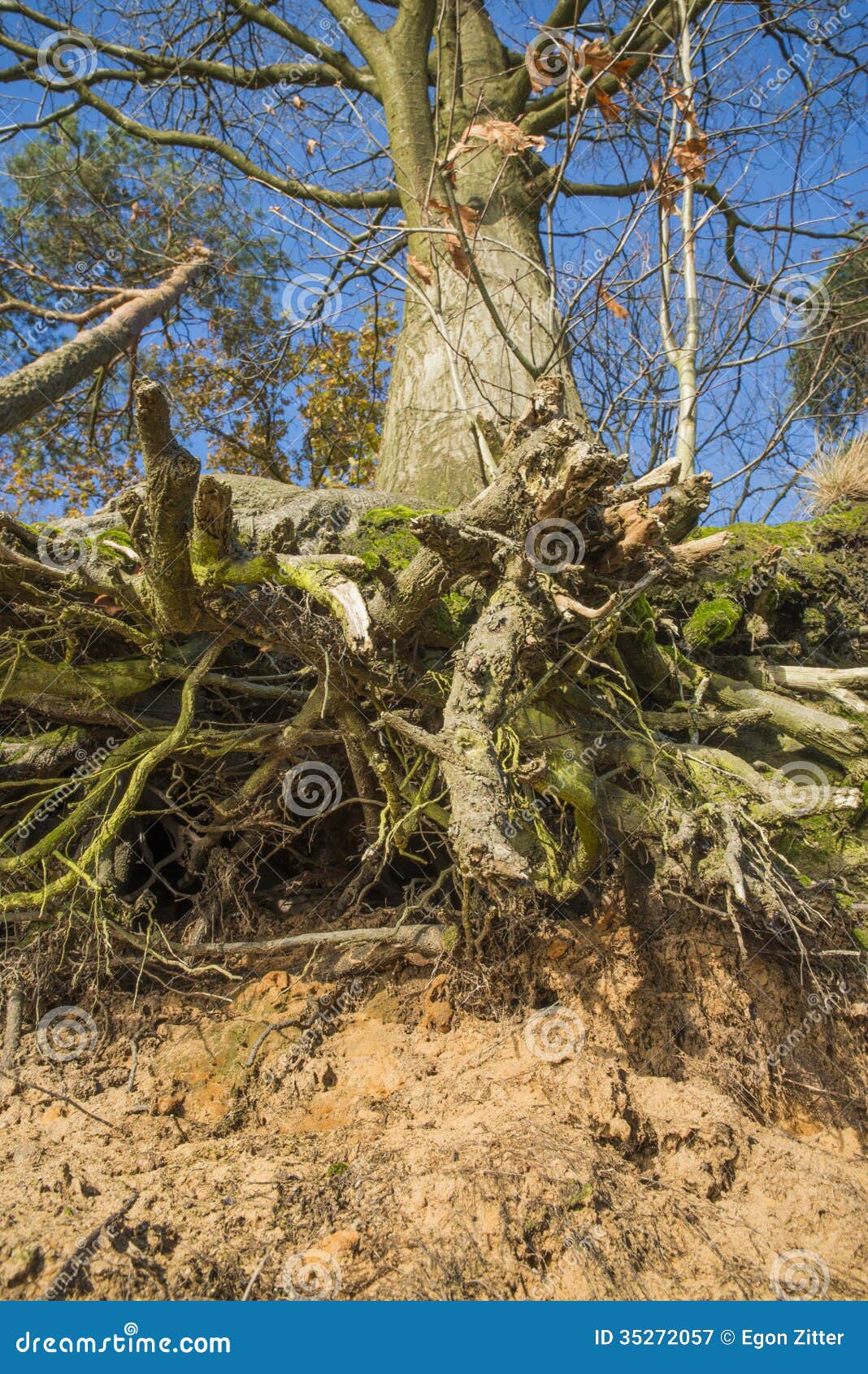 Racine d'arbre image stock. Image du paisible, nature - 35272057