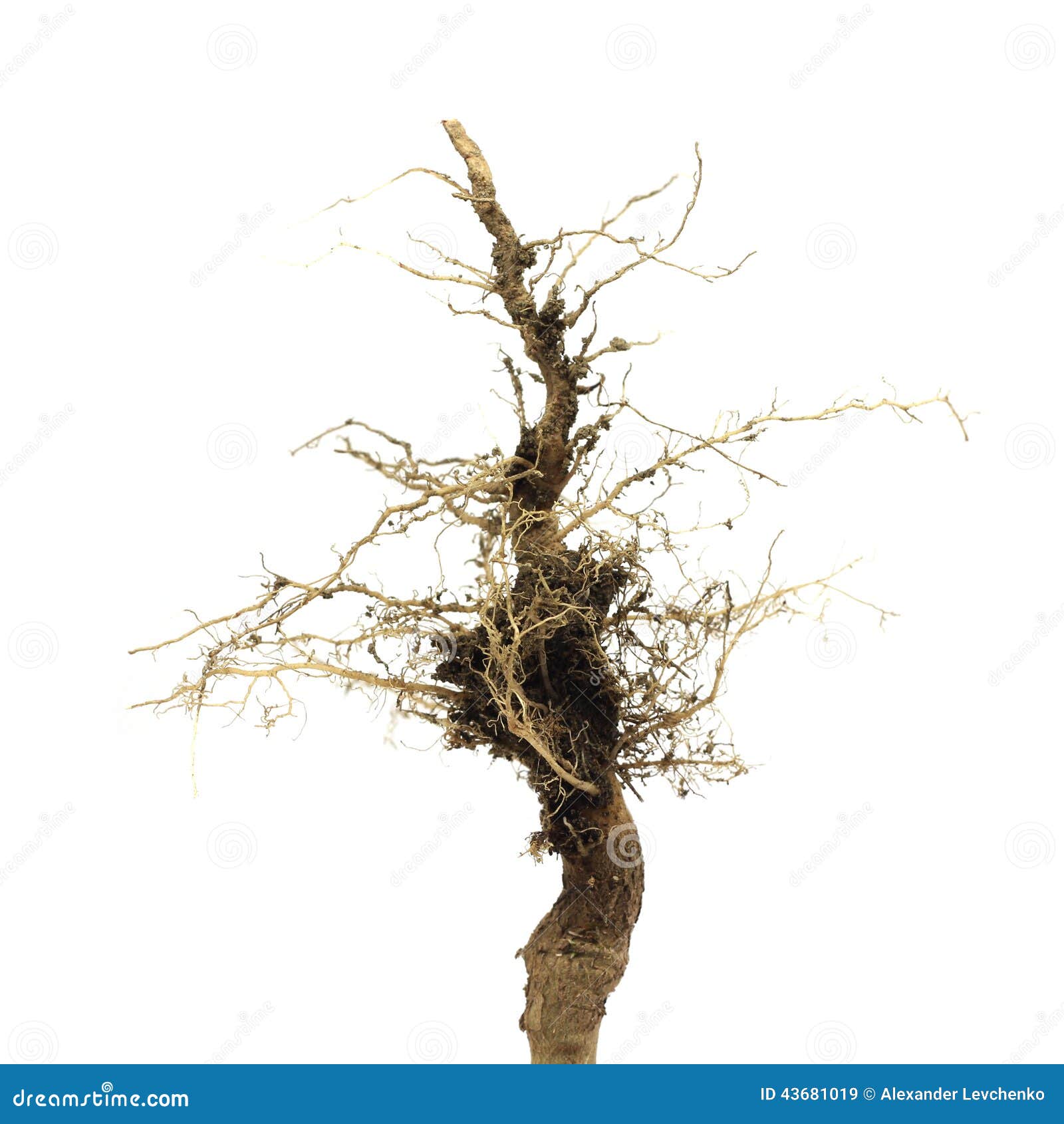 Racine D'une Plante Verte D'isolement Image stock - Image du fuselages ...