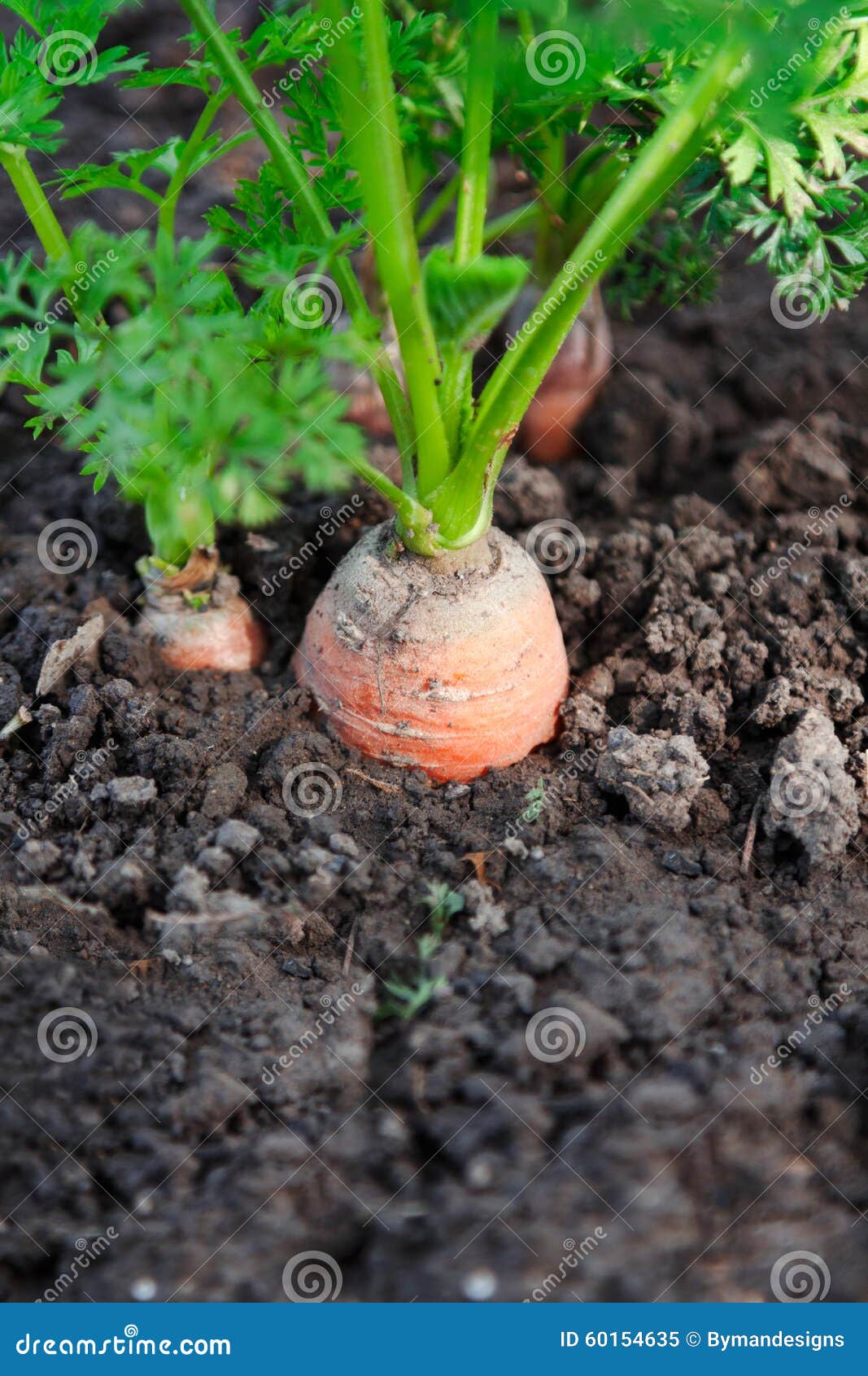 Racine De Carotte Dans La Terre Image stock - Image du nourriture ...