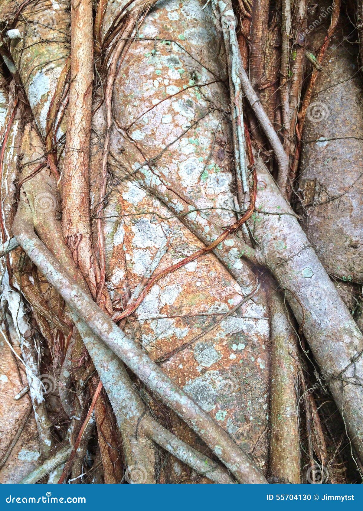 Racines de figuier photo stock. Image du configuration - 55704130