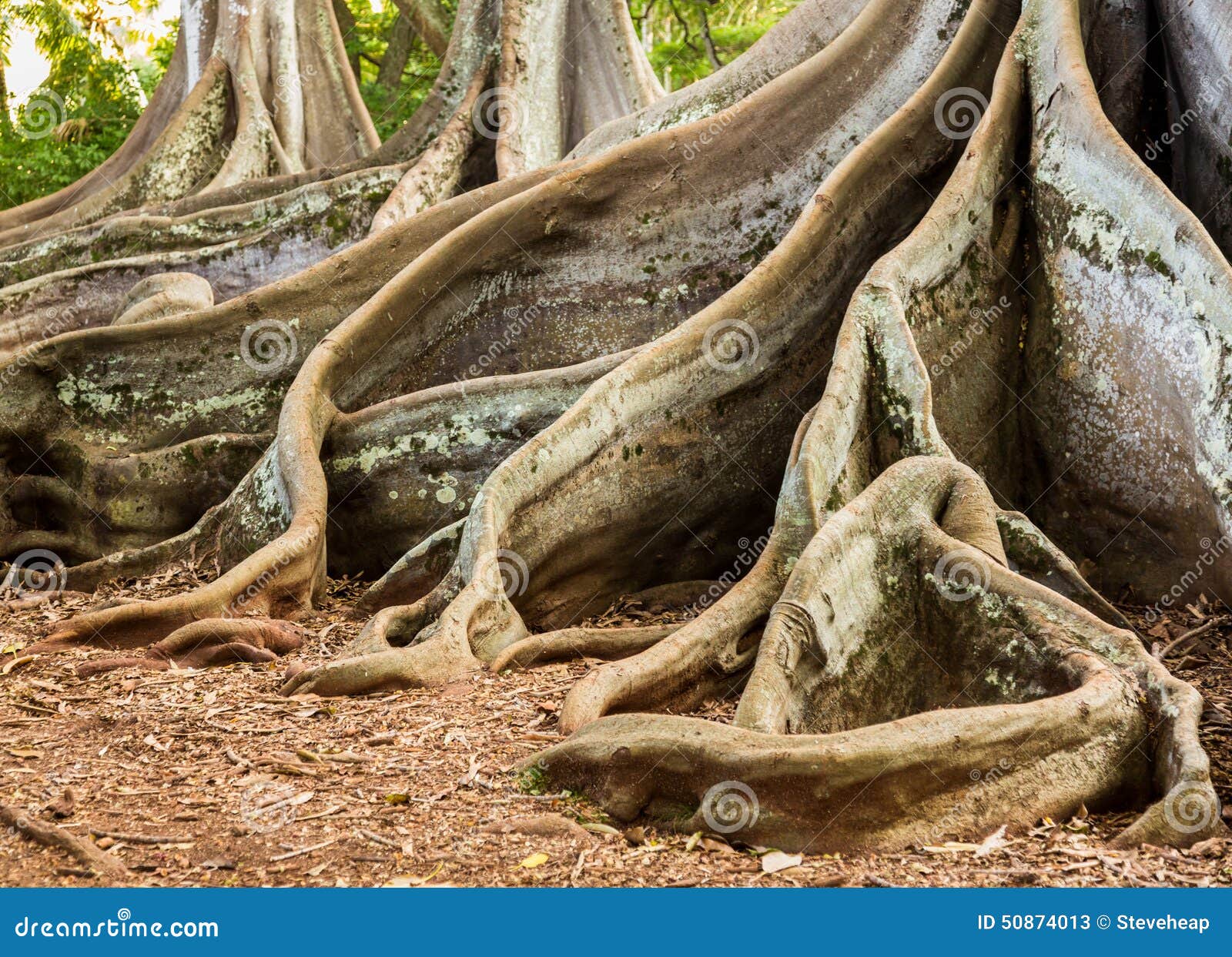 Racines De Figuier De Baie De Moreton Image stock - Image du fonds ...
