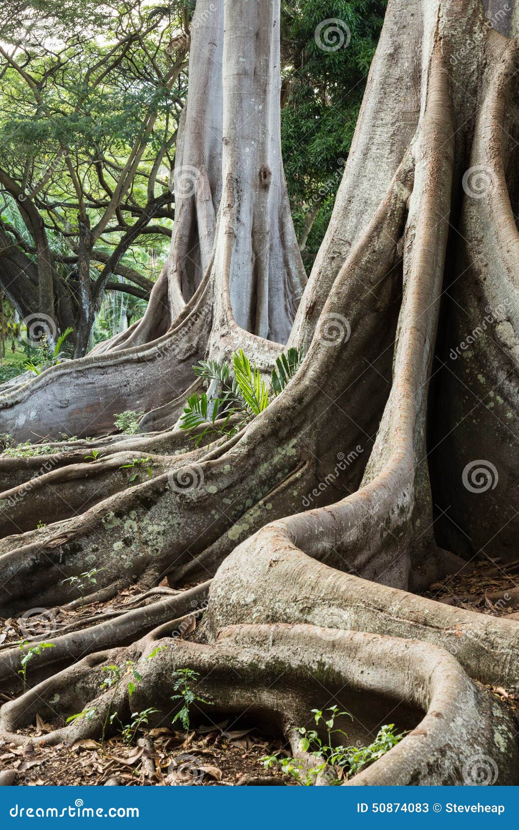 Racines De Figuier De Baie De Moreton Image stock - Image du agressif ...