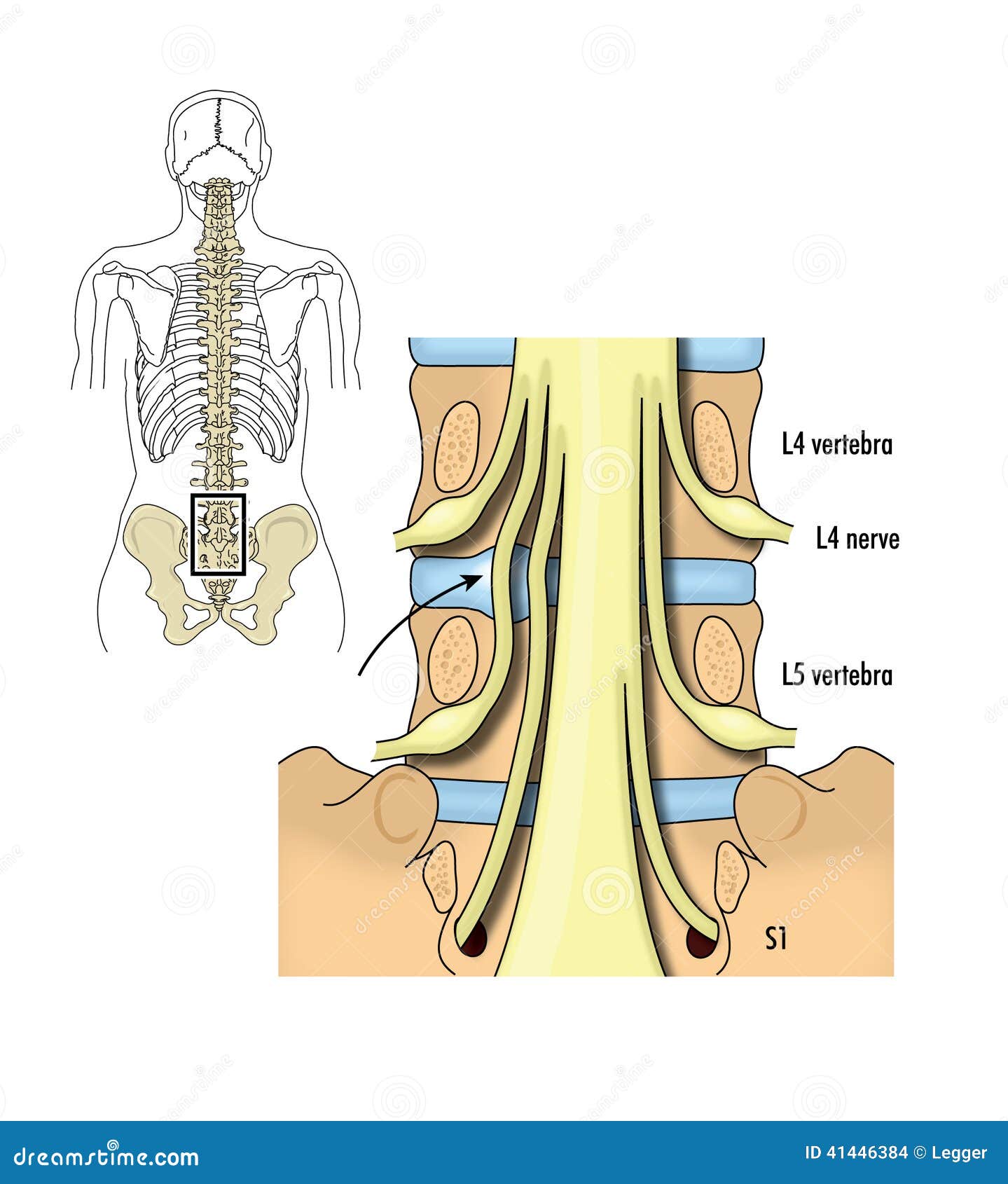 Racines Nerveuses Pelviennes Illustration de Vecteur - Illustration du ...