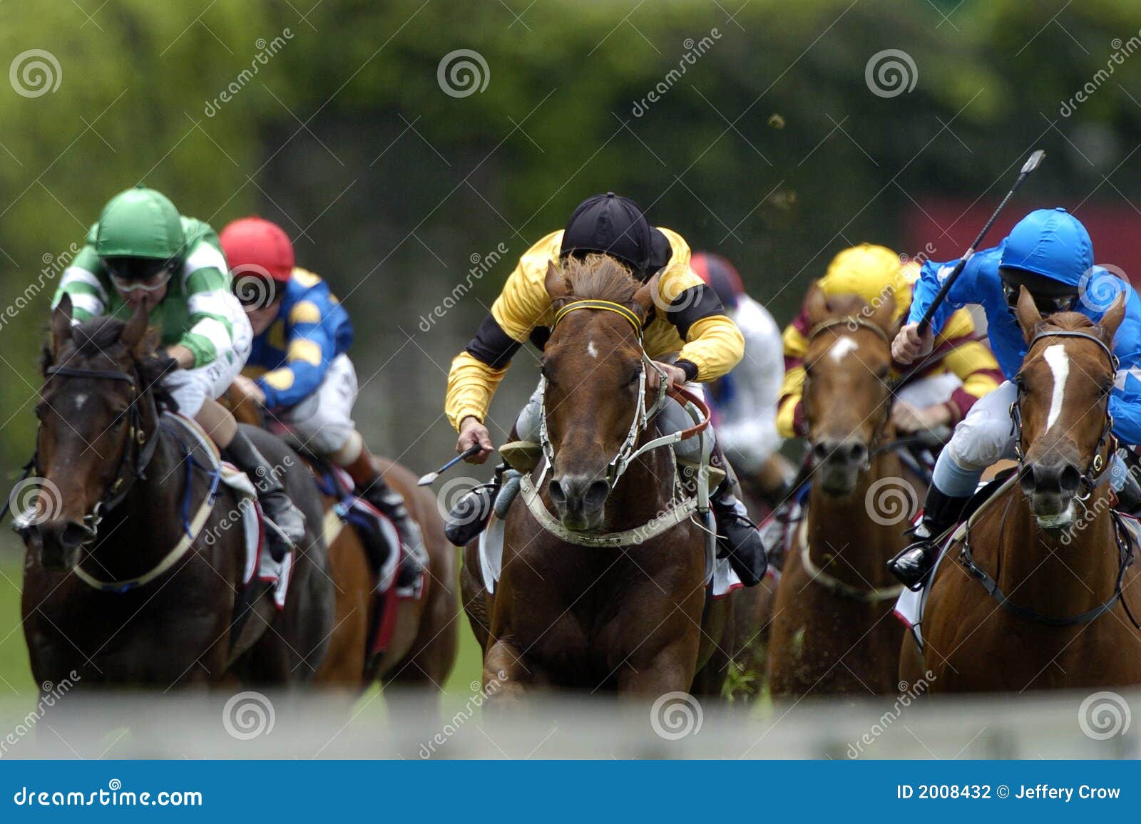 Racing 04 stock photo. Image of head, animal, colors, competition - 2008432