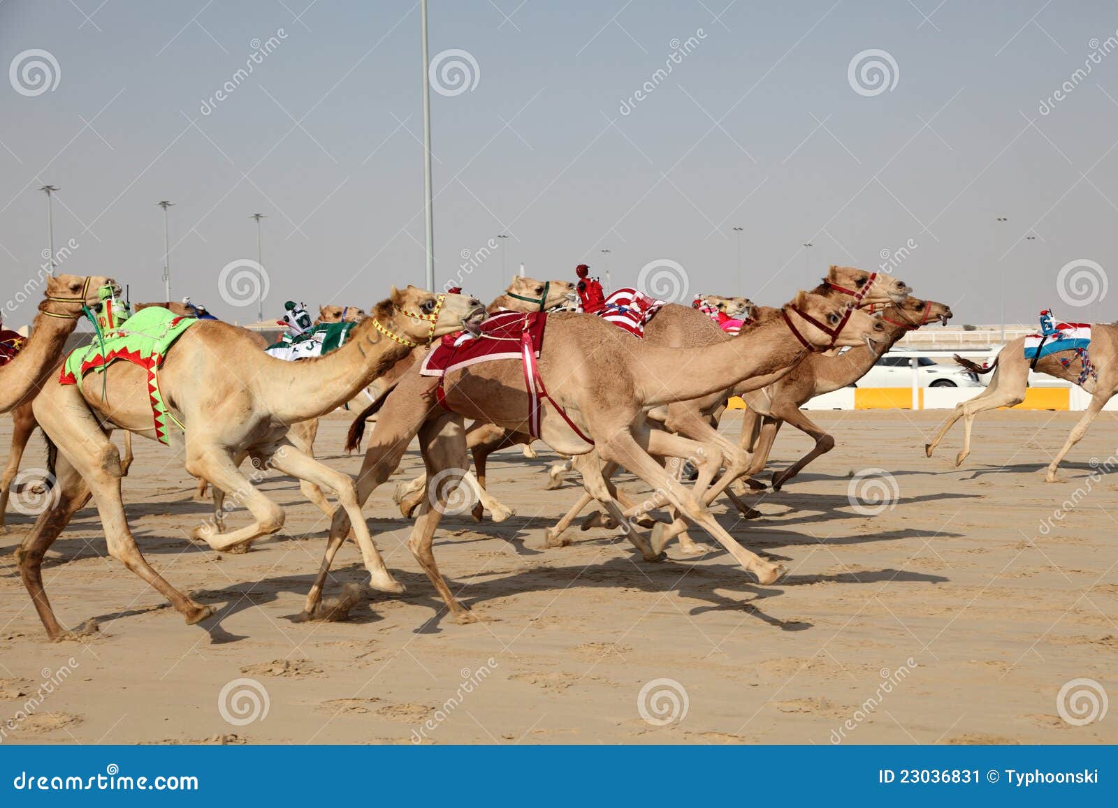 Racing camels stock image. Image of gallop, speed, east - 23036831
