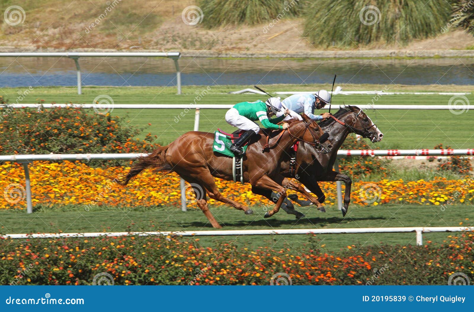 Racing Down a Beautiful Grass Track Editorial Stock Image - Image of ...