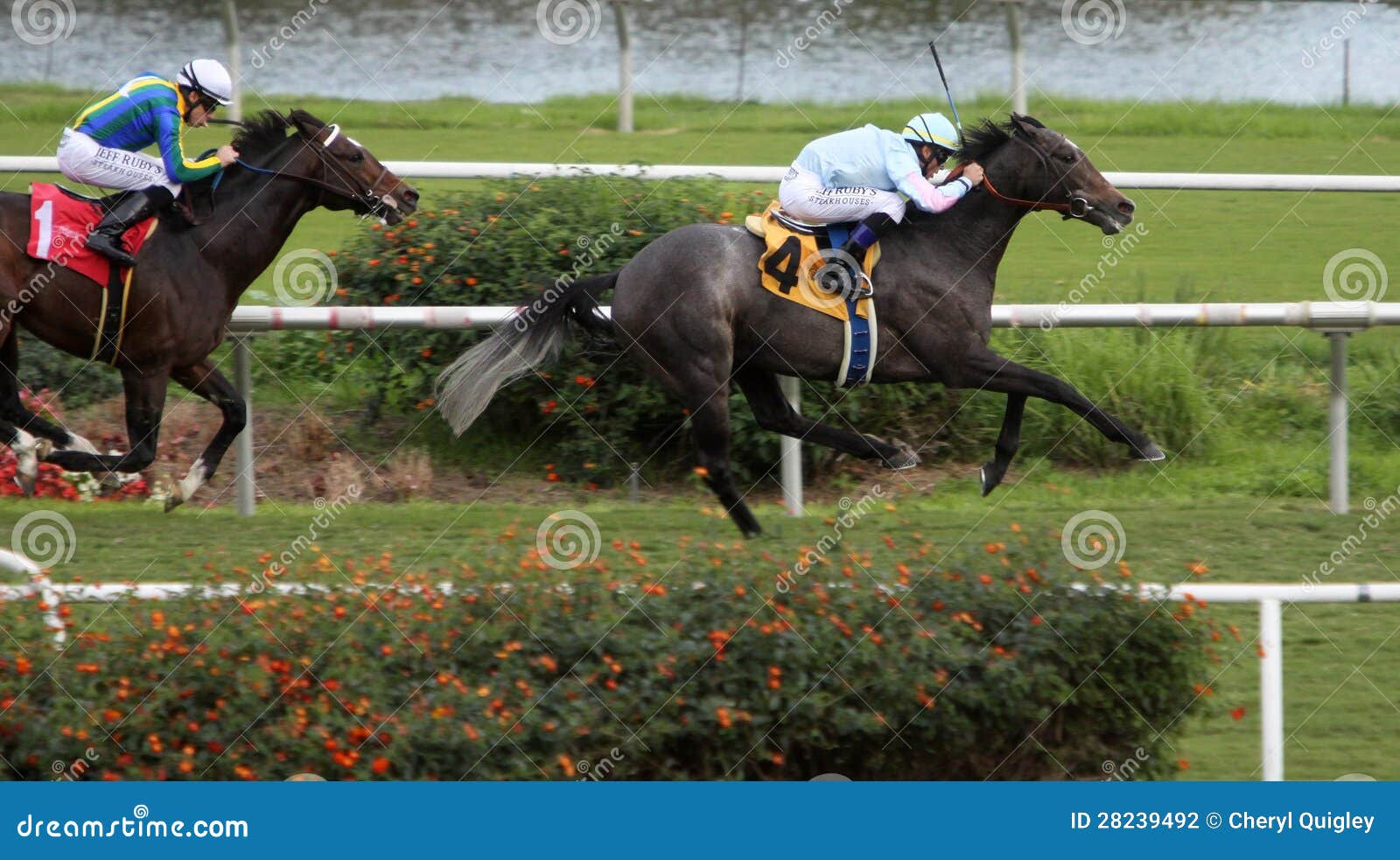 Racing Down a Beautiful Grass Track Editorial Photography - Image of ...