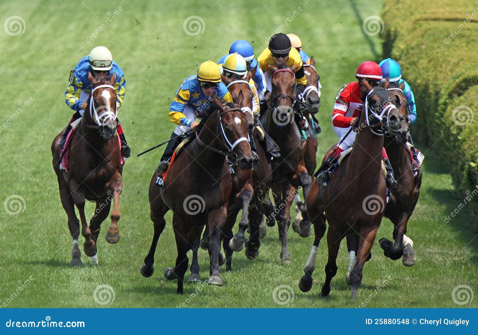Racing Down the Grass Track Editorial Stock Photo - Image of jockey ...