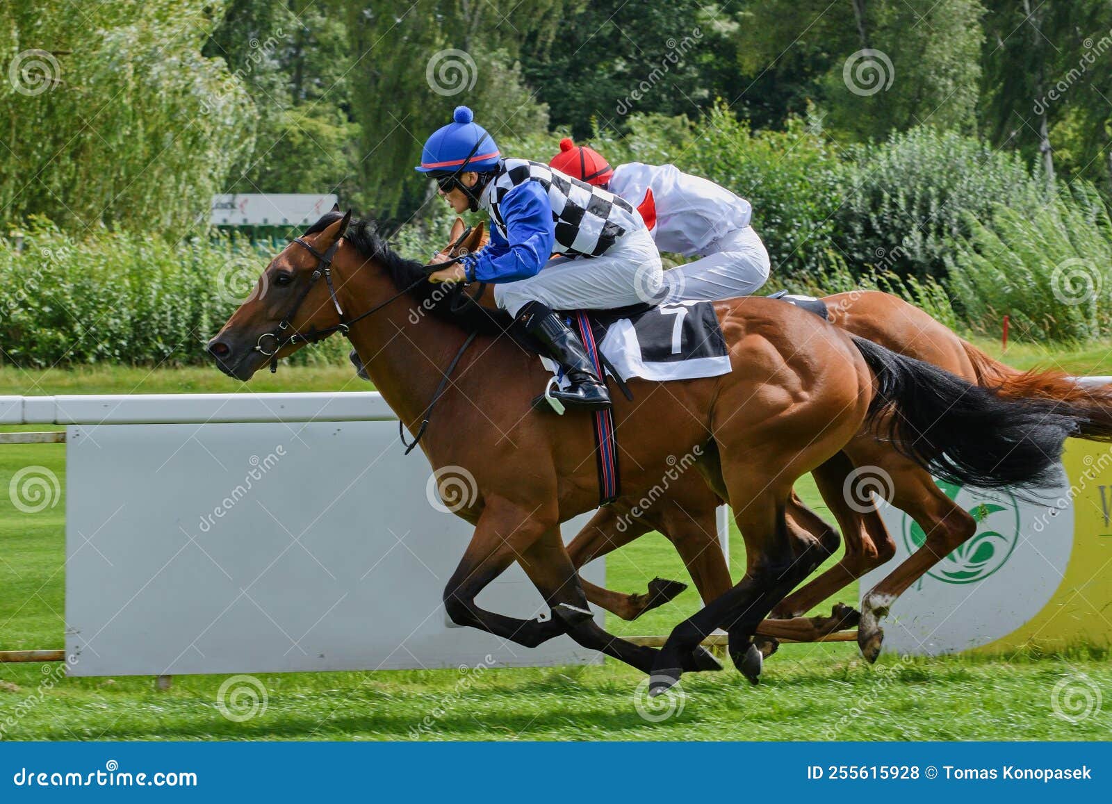 Racing flat races. editorial stock photo. Image of thoroughbred - 255615928