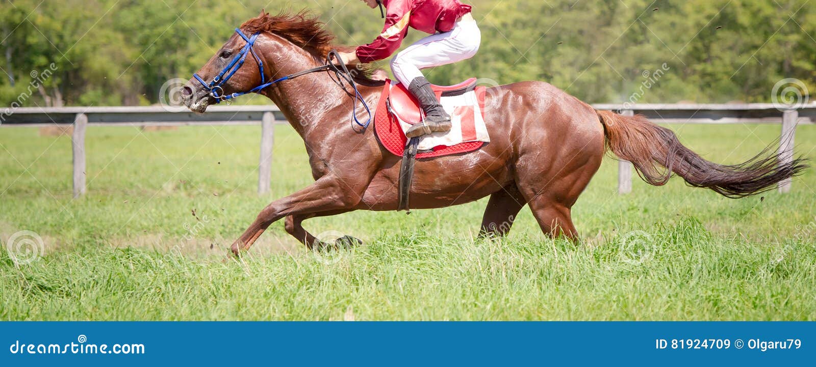Racing Horse Portrait in Action Stock Image - Image of ride, mare: 81924709