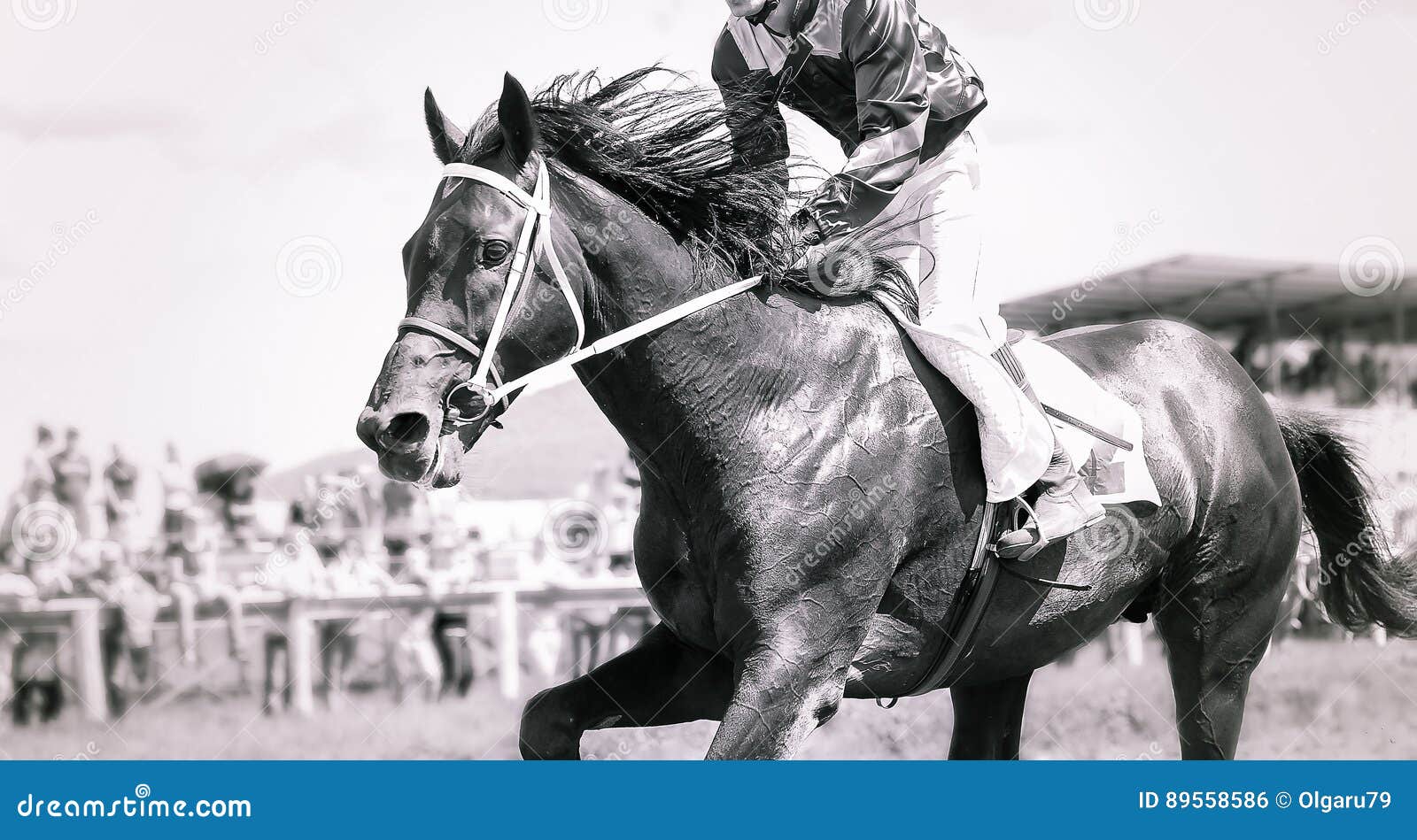 Racing Horse Portrait in Action Stock Photo - Image of jockey, fast ...