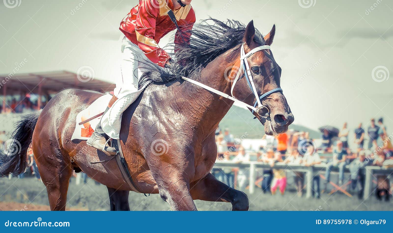 Racing Horse Portrait in Action Stock Photo - Image of finish, mare ...