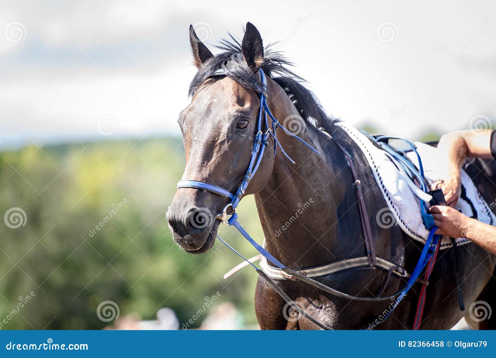 Racing Horse Portrait Close Up Stock Photo - Image of finish, closeup ...