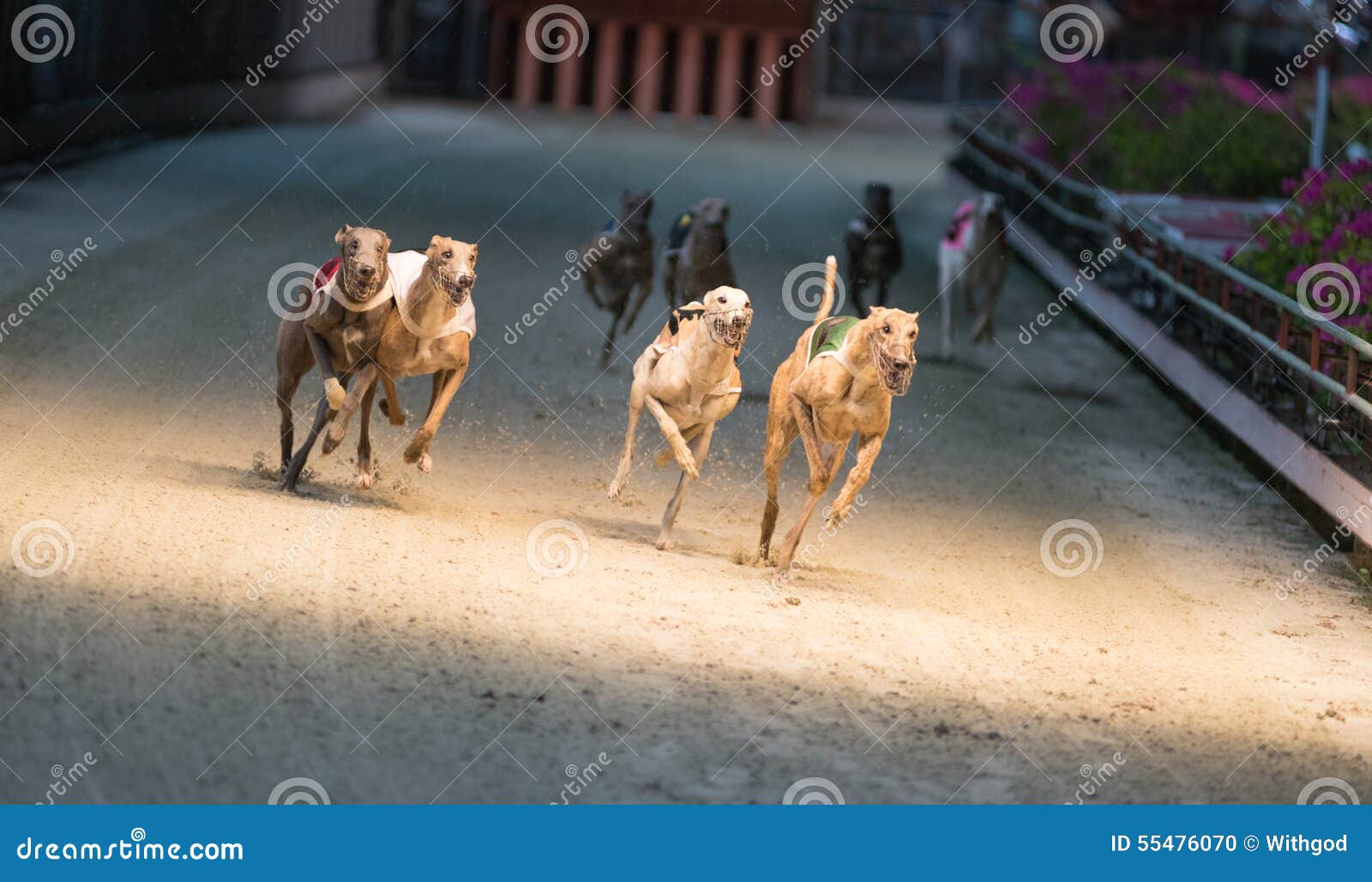 Racing hounds stock photo. Image of hound, competition - 55476070