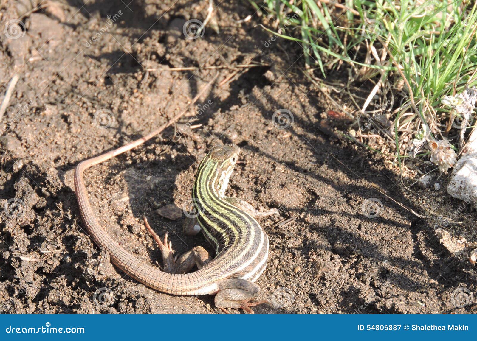 Racing Lizard stock image. Image of lizard, racing, discovered - 54806887