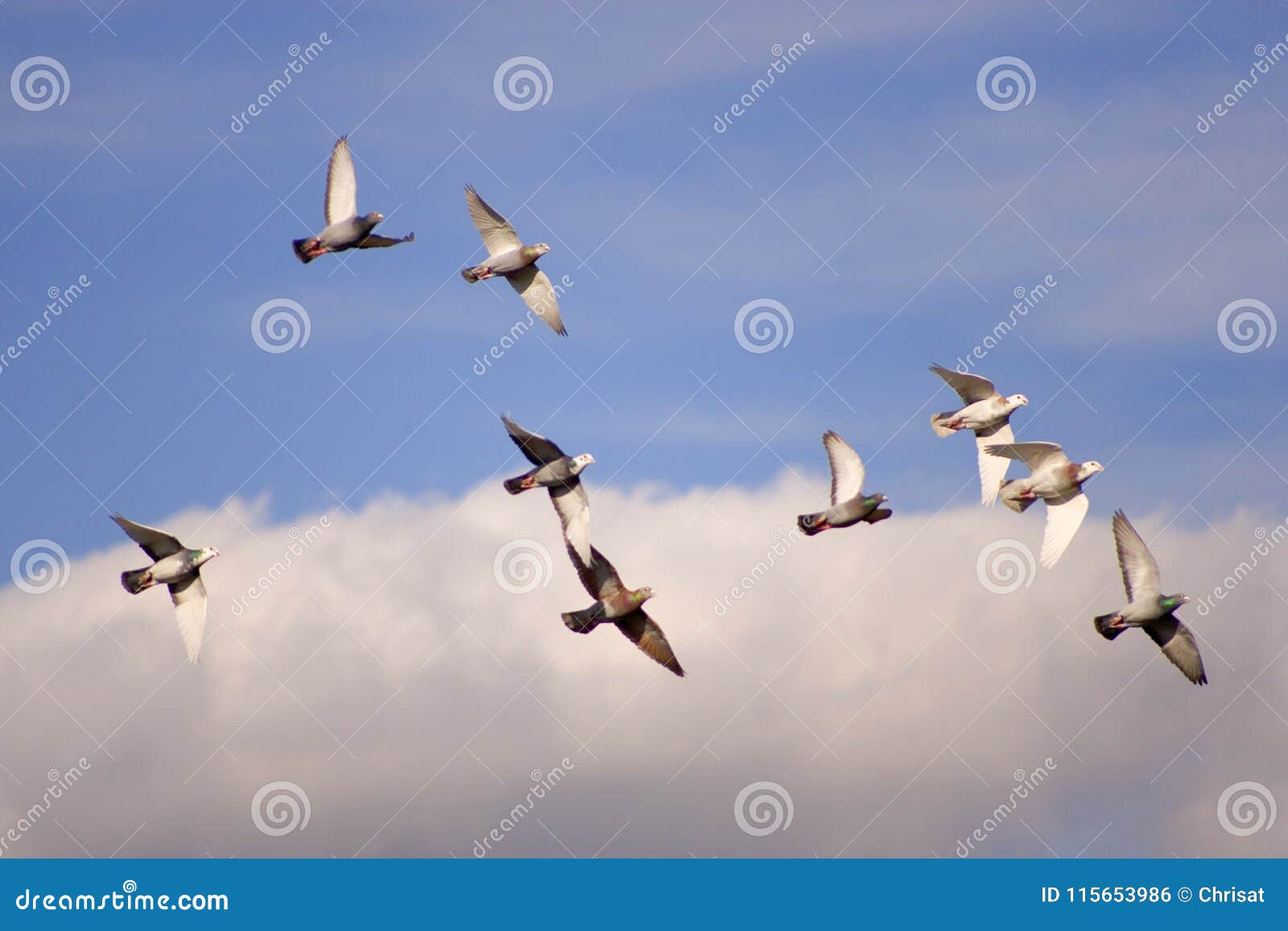 Racing pigeons stock photo. Image of british, england - 115653986