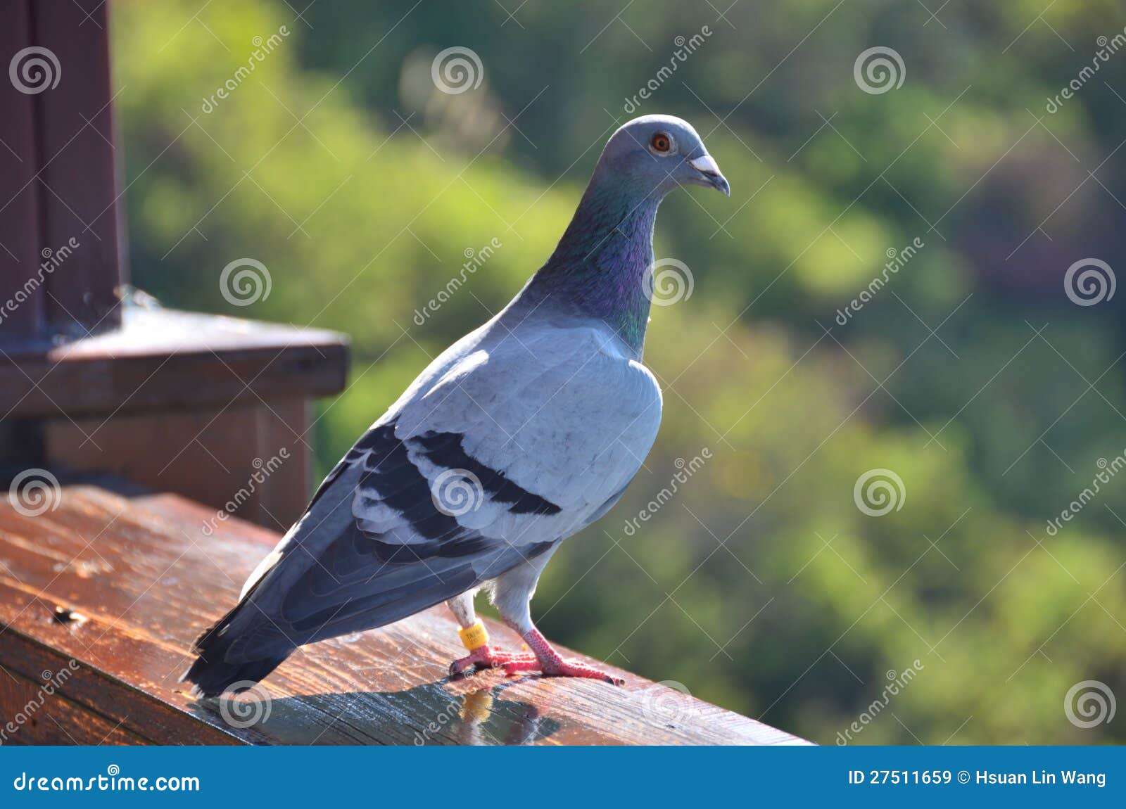 Racing Pigion stock image. Image of animal, bird, closeup - 27511659