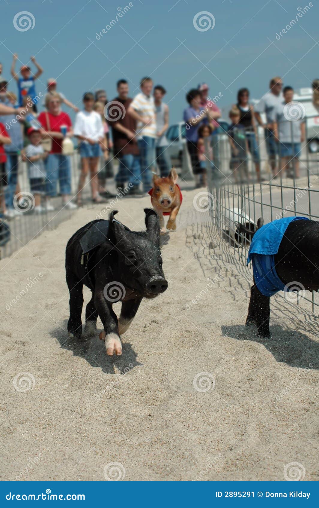Racing Pigs stock image. Image of competition, fair, farm - 2895291