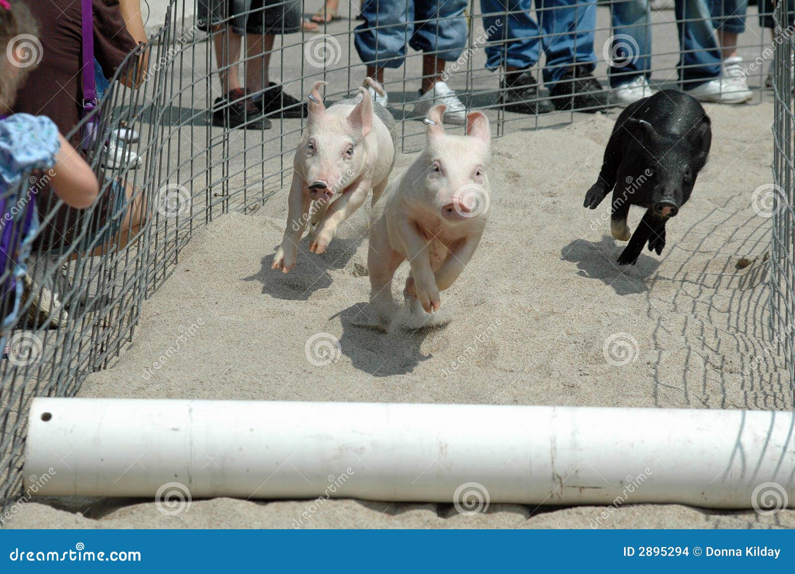 Racing Pigs stock photo. Image of fair, crowd, farm, county - 2895294