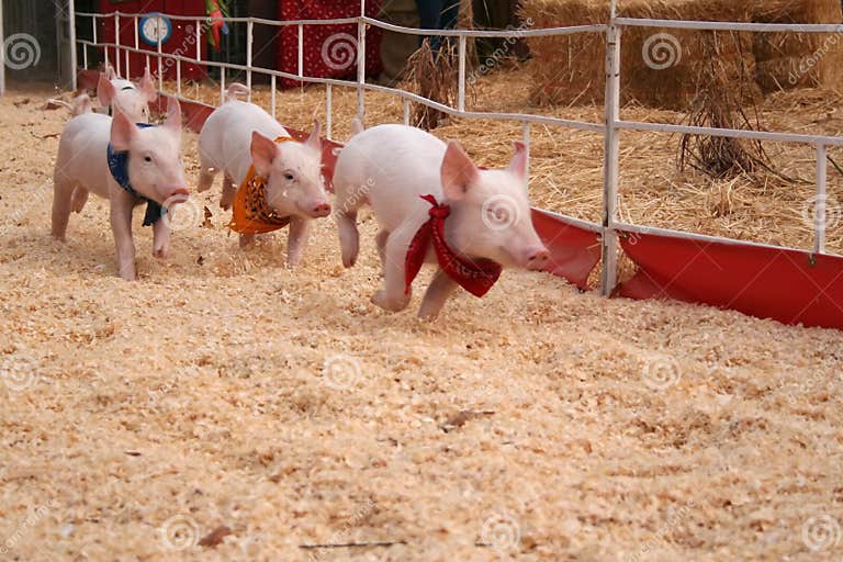 Racing pigs stock image. Image of track, hurry, racing - 349739
