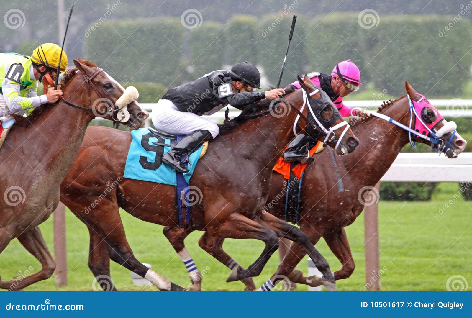 Racing in the Rain editorial photography. Image of winner - 10501617