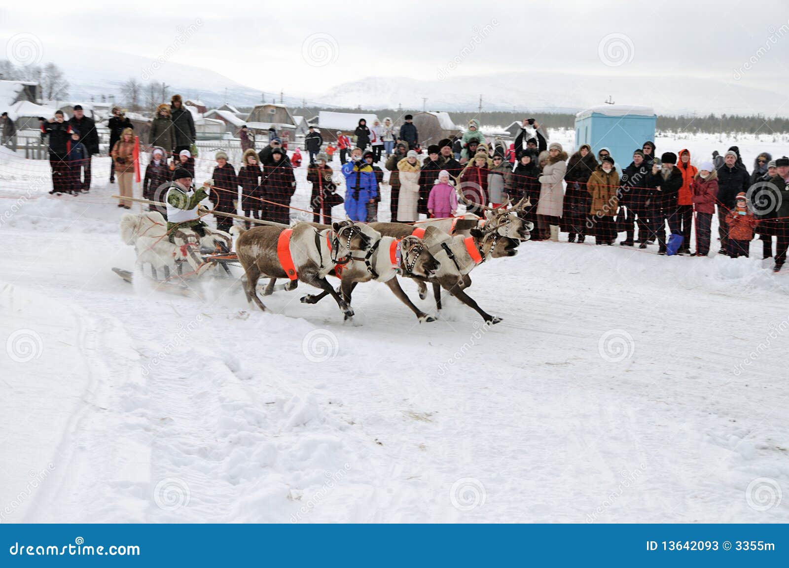 Racing of reindeers editorial stock photo. Image of white - 13642093