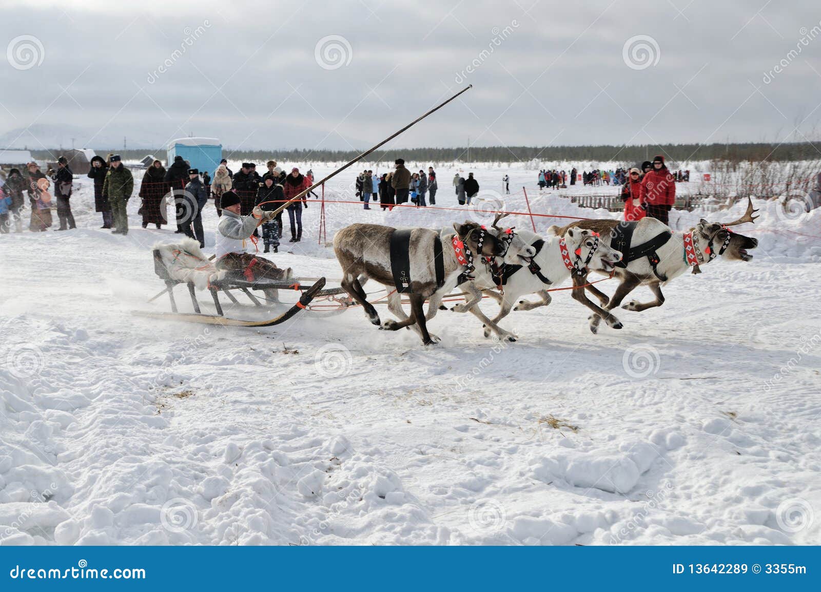 Racing of reindeers editorial stock image. Image of photographer - 13642289