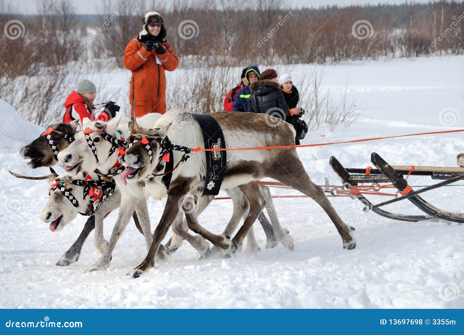 Racing of reindeers editorial stock photo. Image of handbell - 13697698