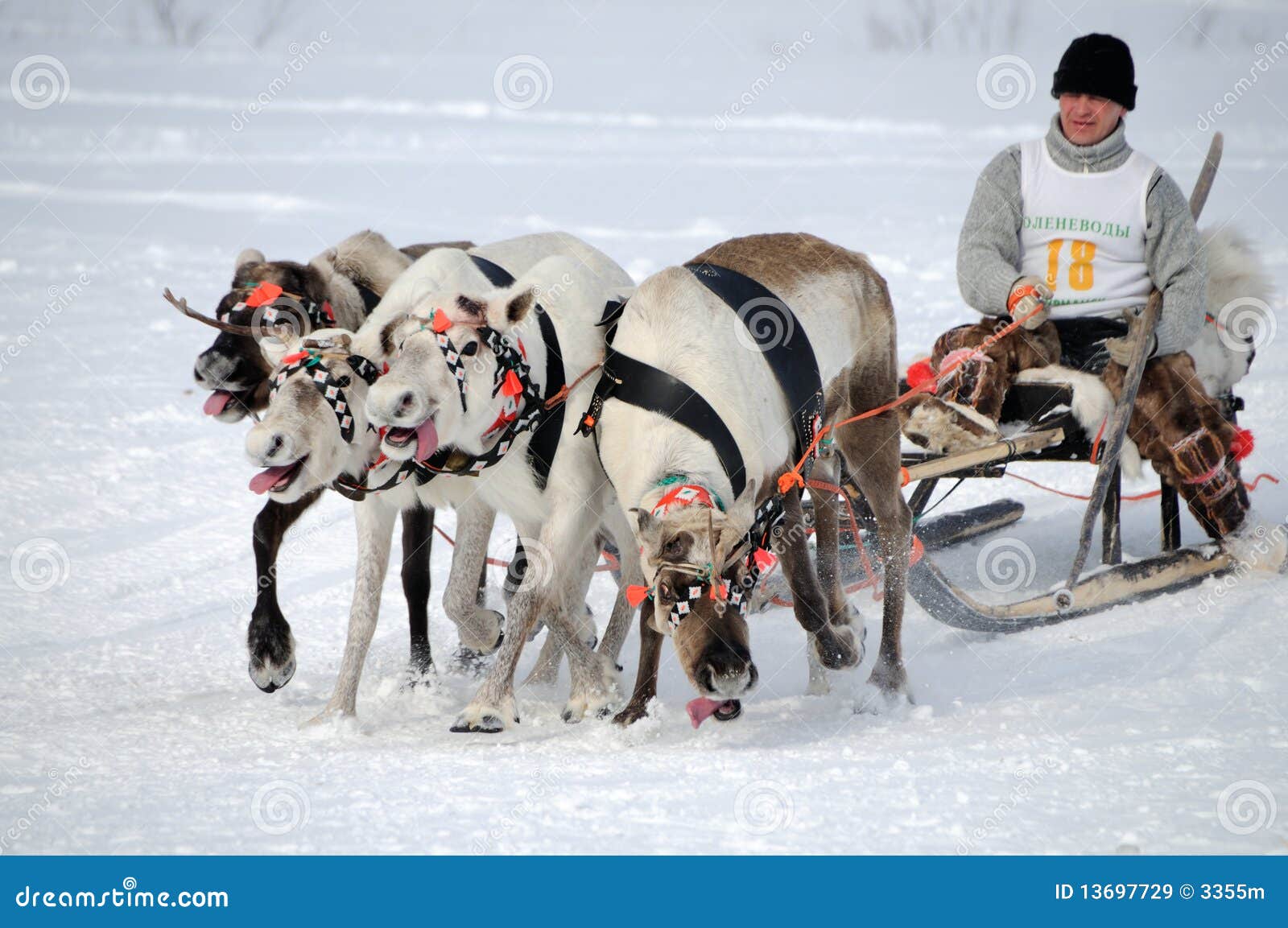 Racing of reindeers editorial stock image. Image of cold - 13697729