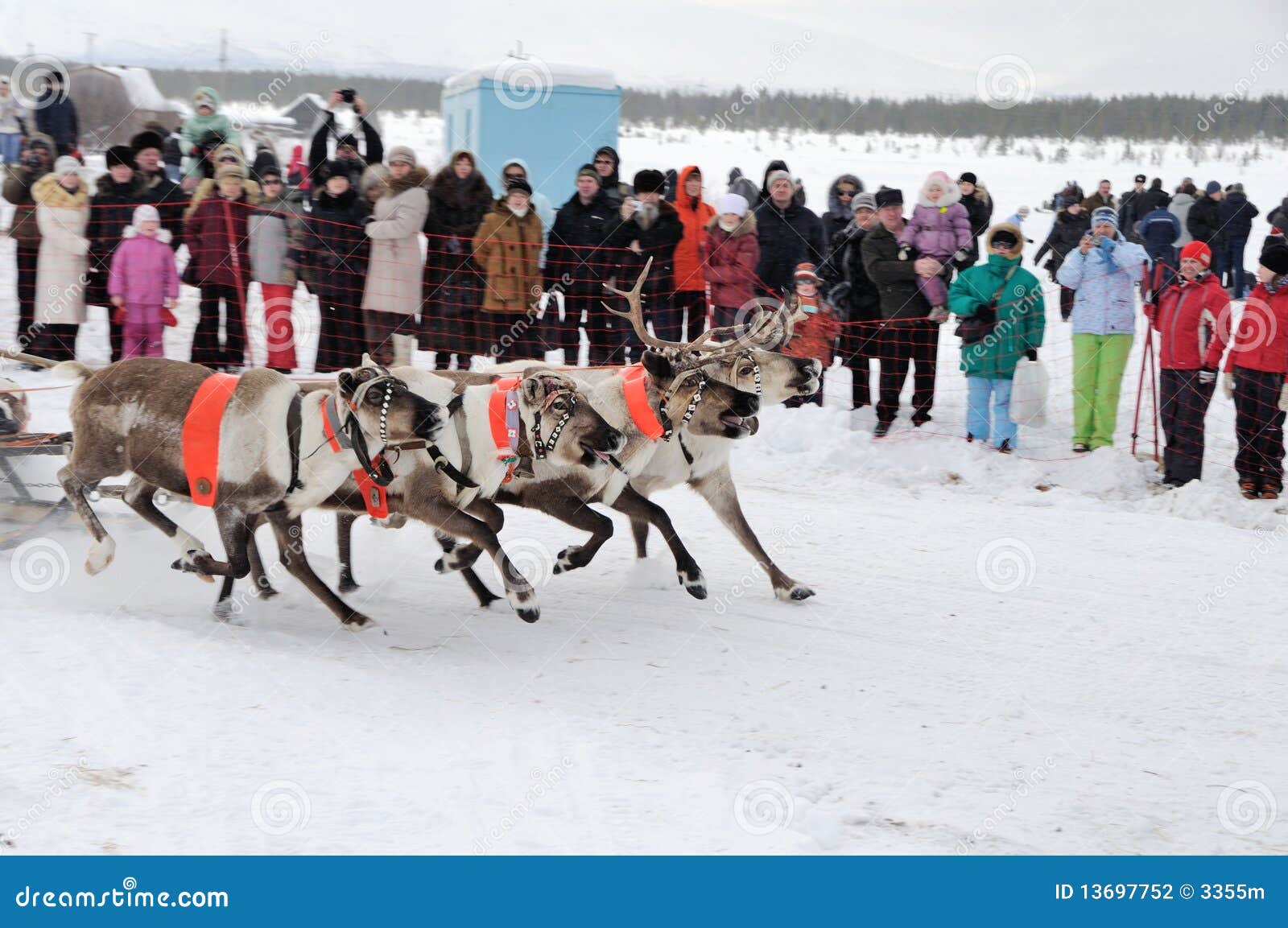 Racing of reindeers editorial photography. Image of photographer - 13697752